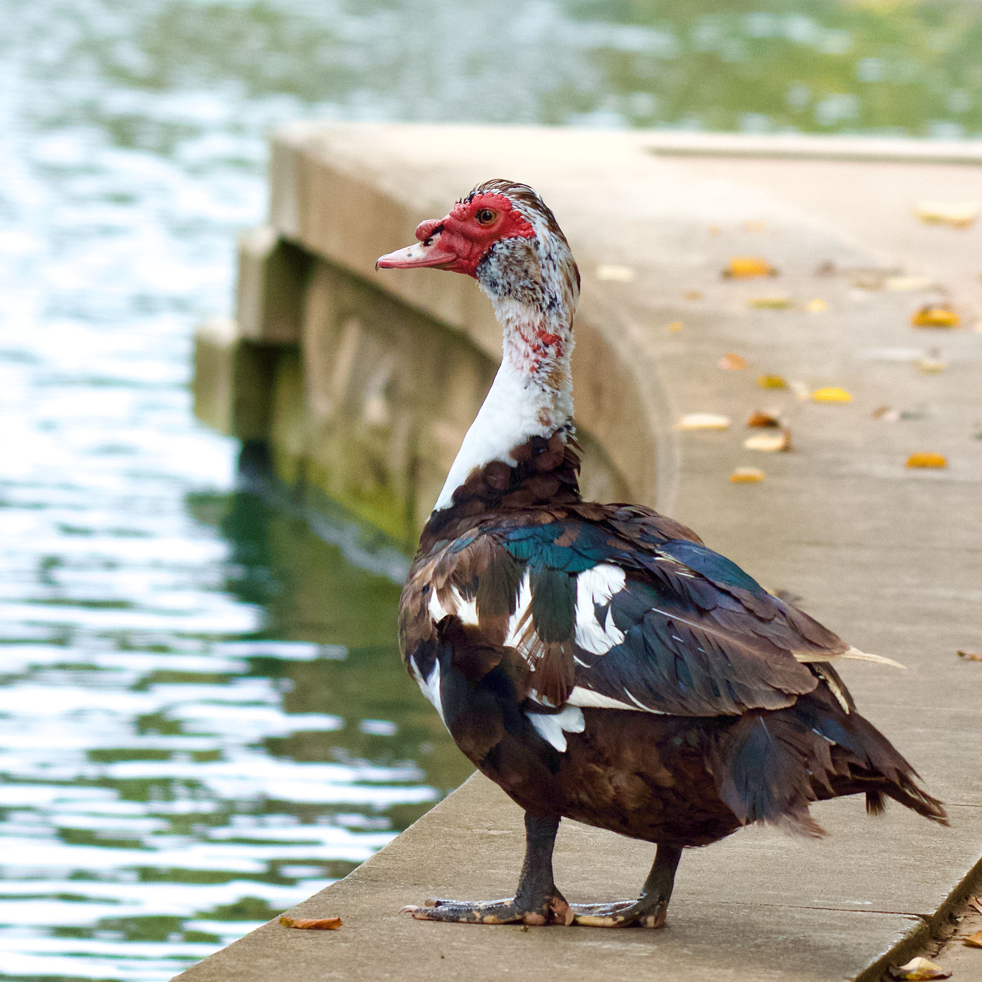 Muscovy duck · Free Stock Photo
