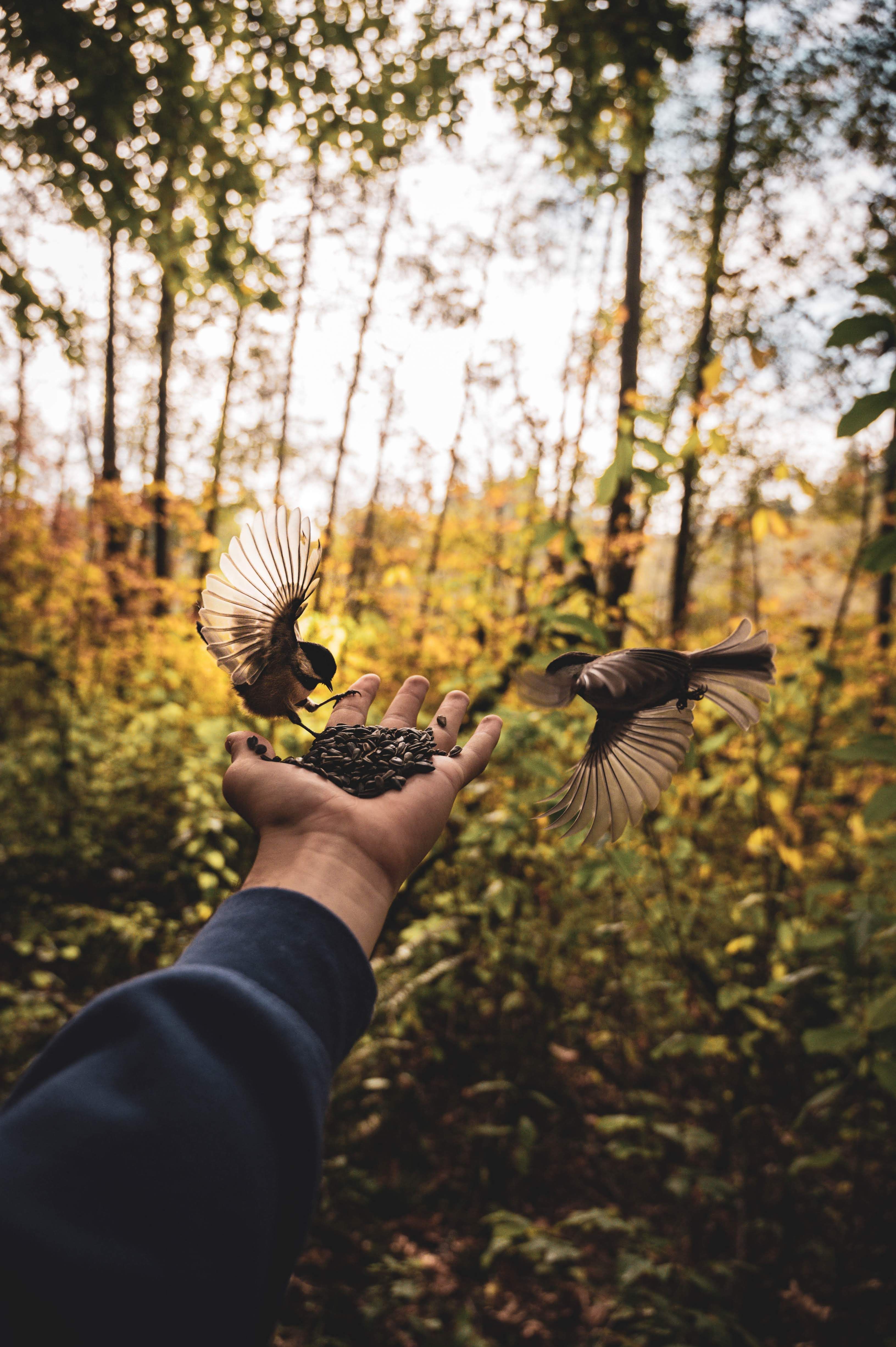Chickadees Feeding from Hand in Autumn Forest · Free Stock Photo