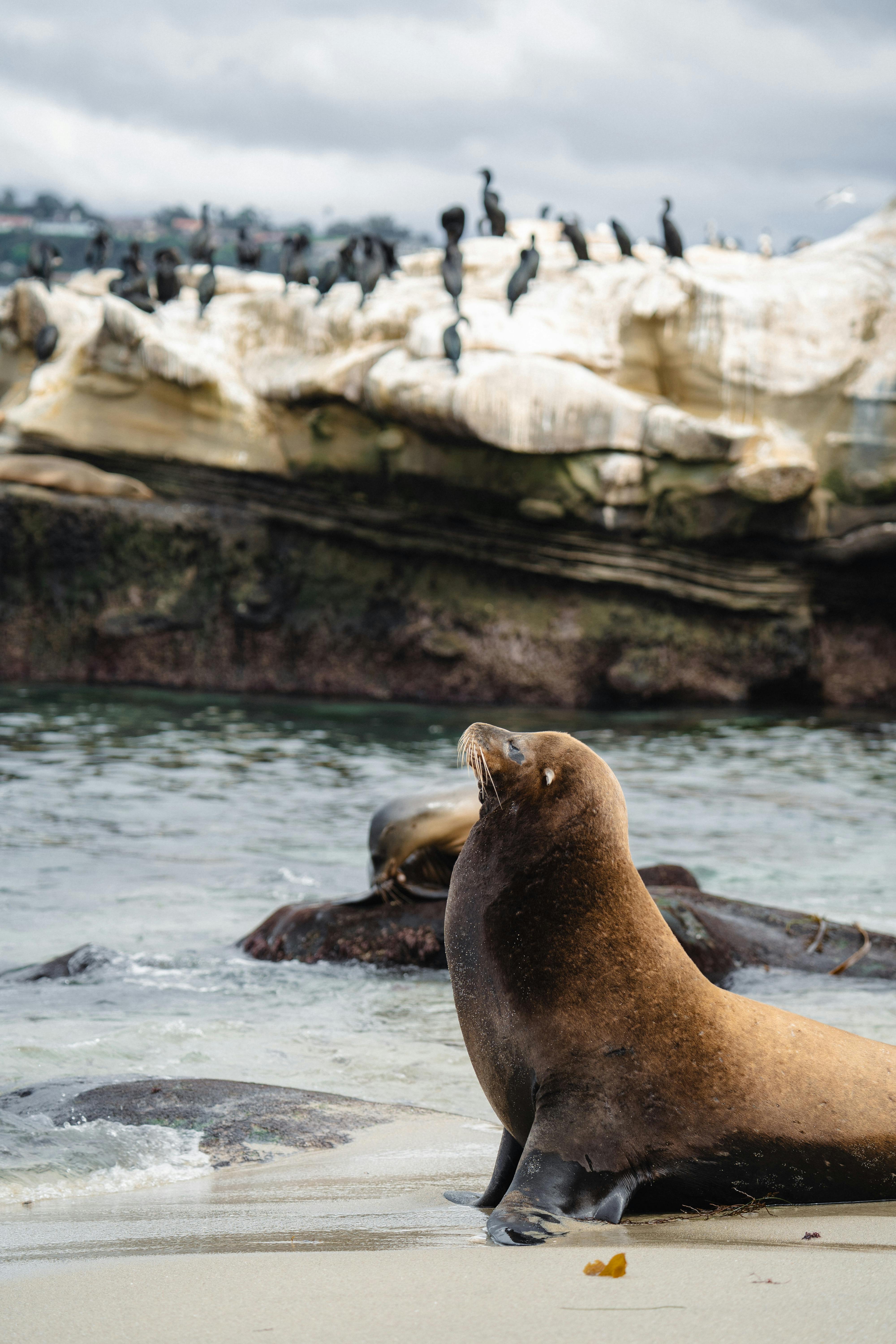 Sea Lion on Near Seashore during Daytime · Free Stock Photo