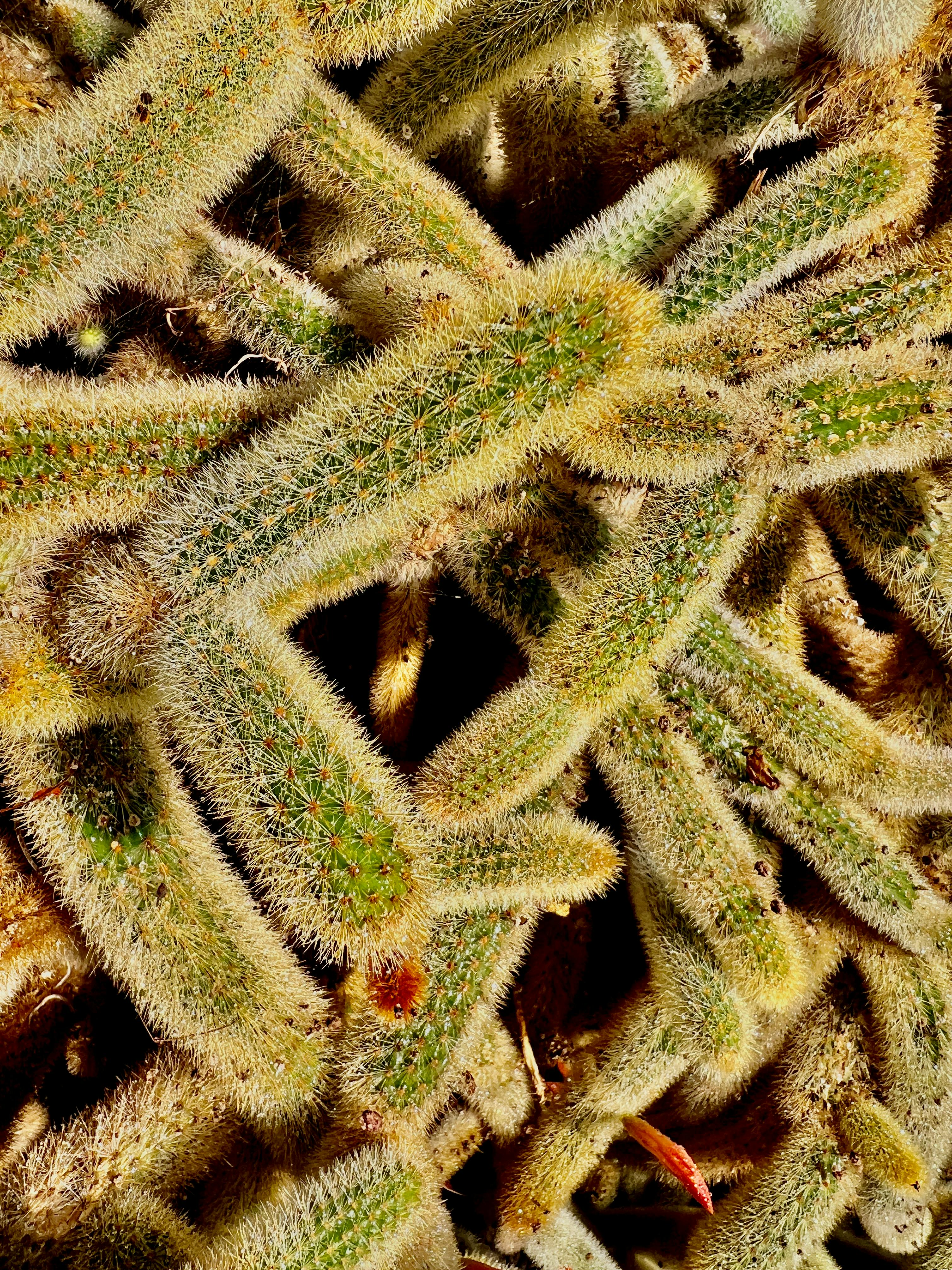 Selective Focus Photography of Pink Cactus Flower · Free Stock Photo
