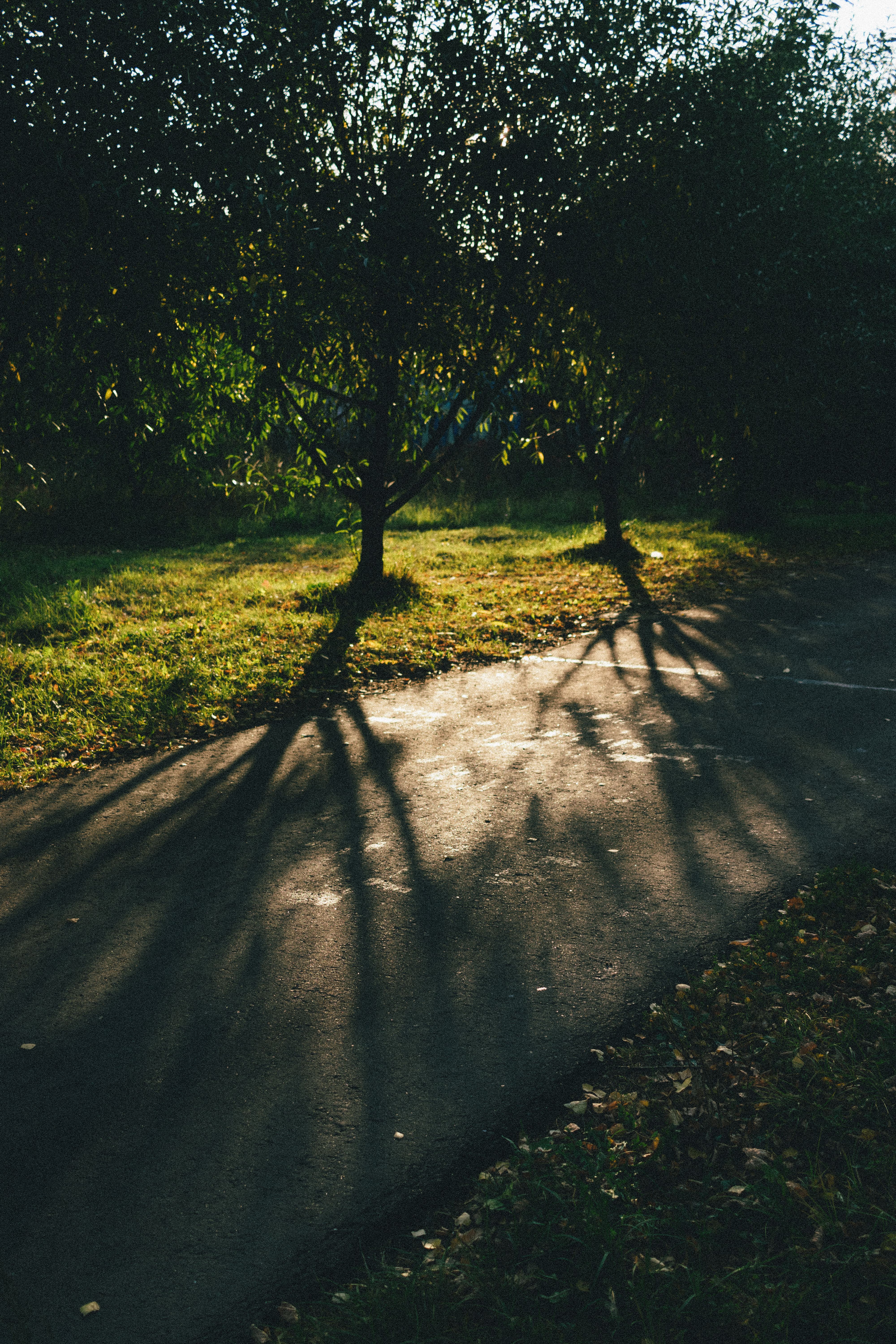 A tree casts a shadow on the ground · Free Stock Photo