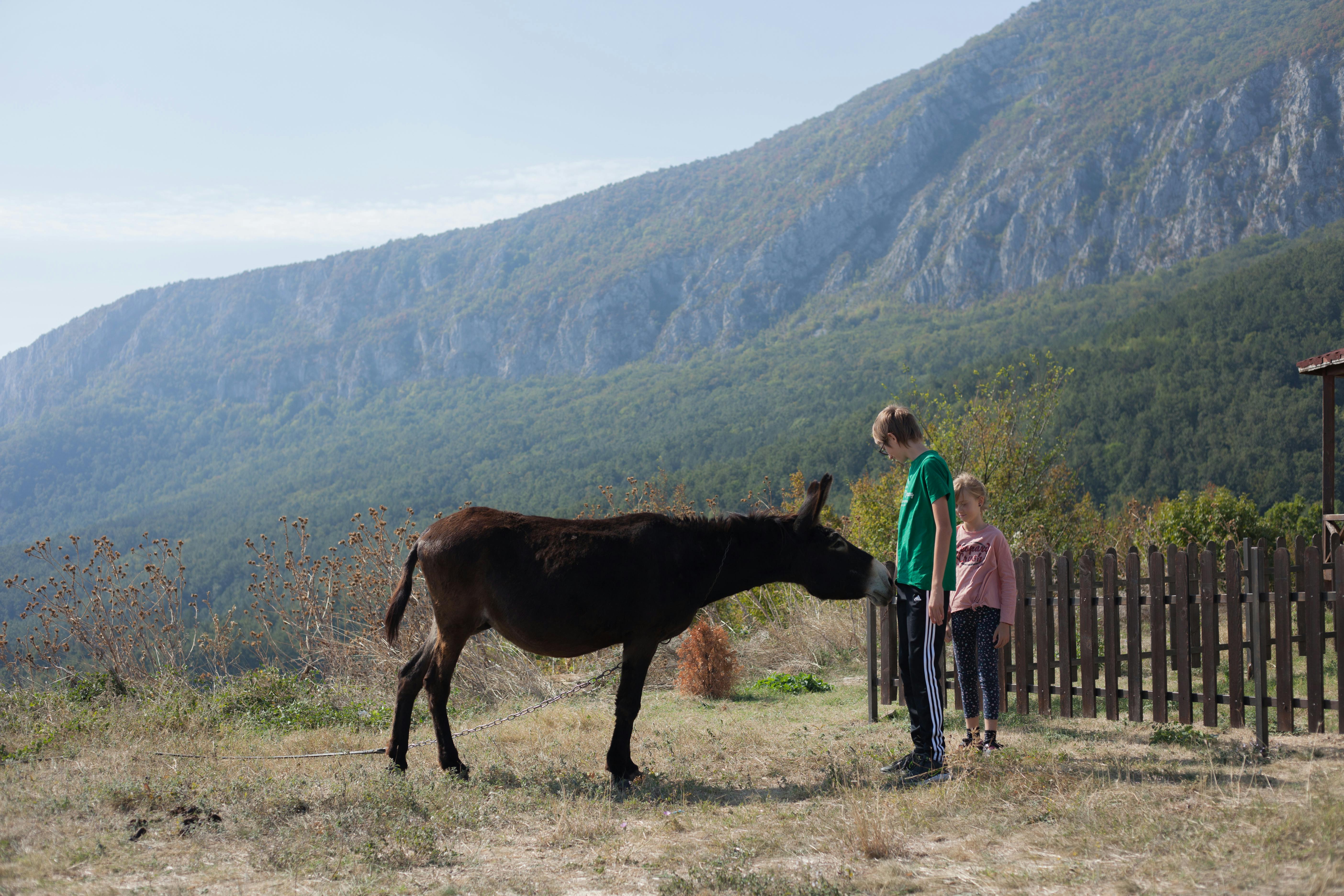 Donkey Playing Photos, Download The BEST Free Donkey Playing Stock ...