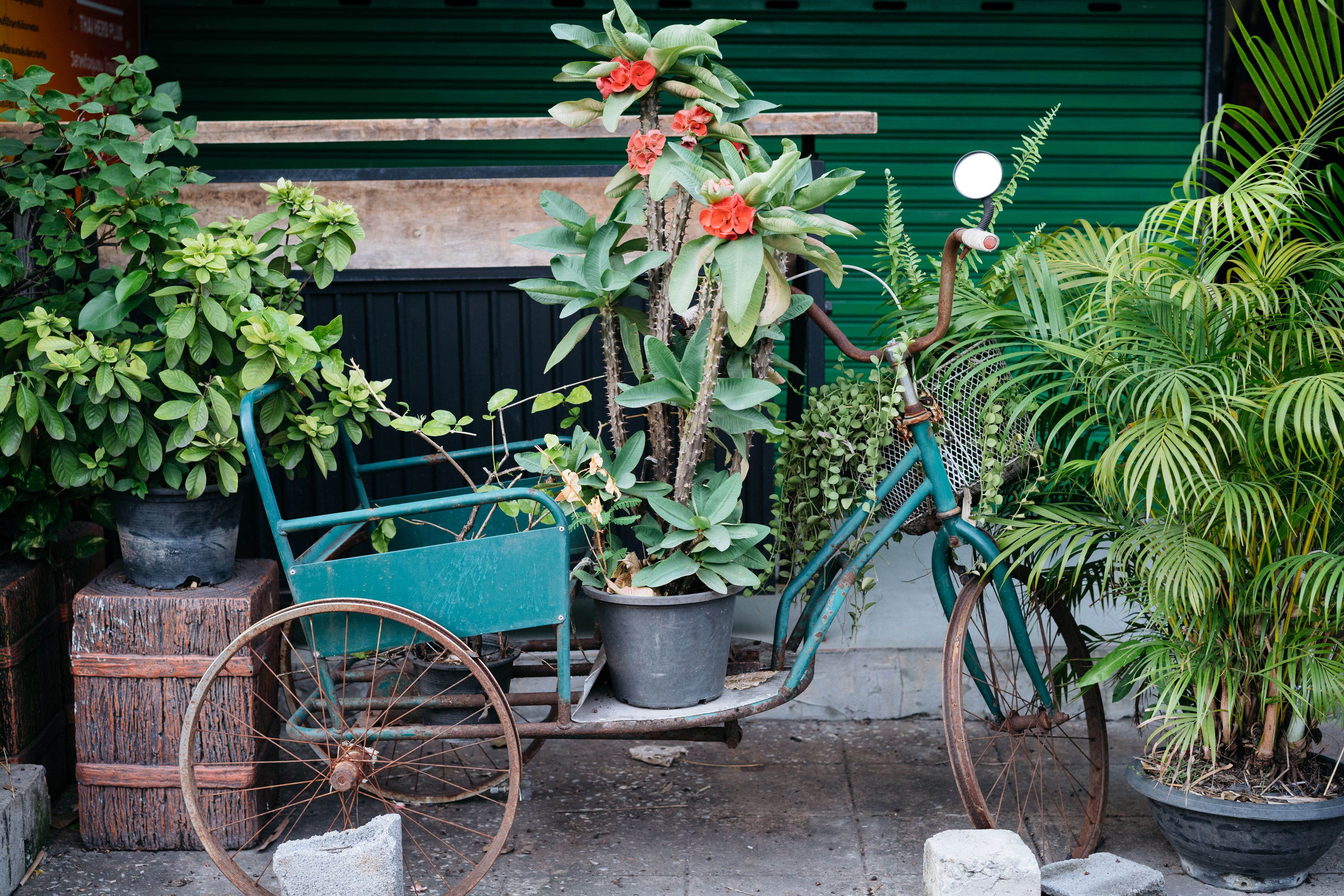White Step Through Bicycle Leaning Beside Tree Plant · Free Stock Photo