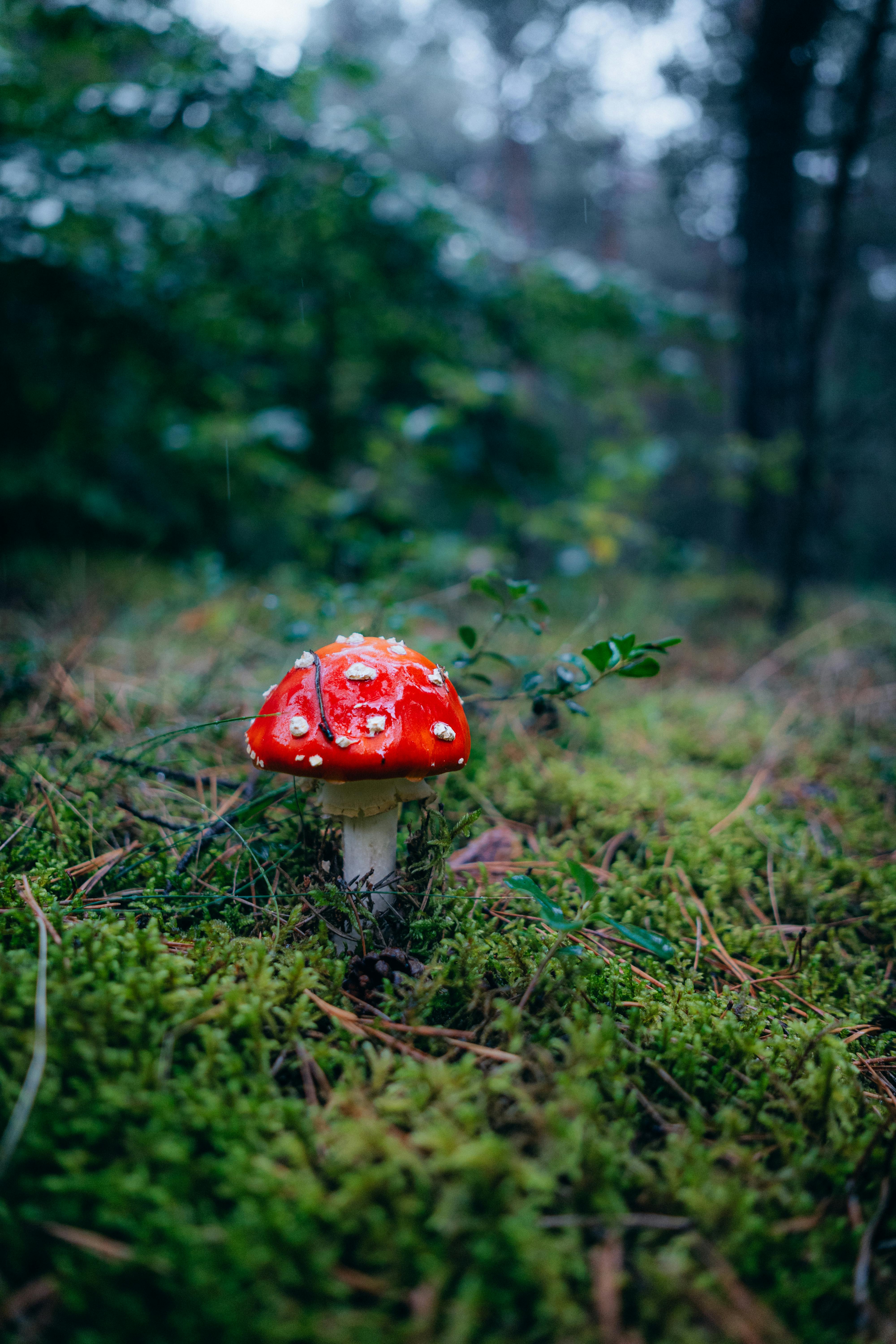 Foto de stock gratuita sobre al aire libre, amanita muscaria, arboles ...