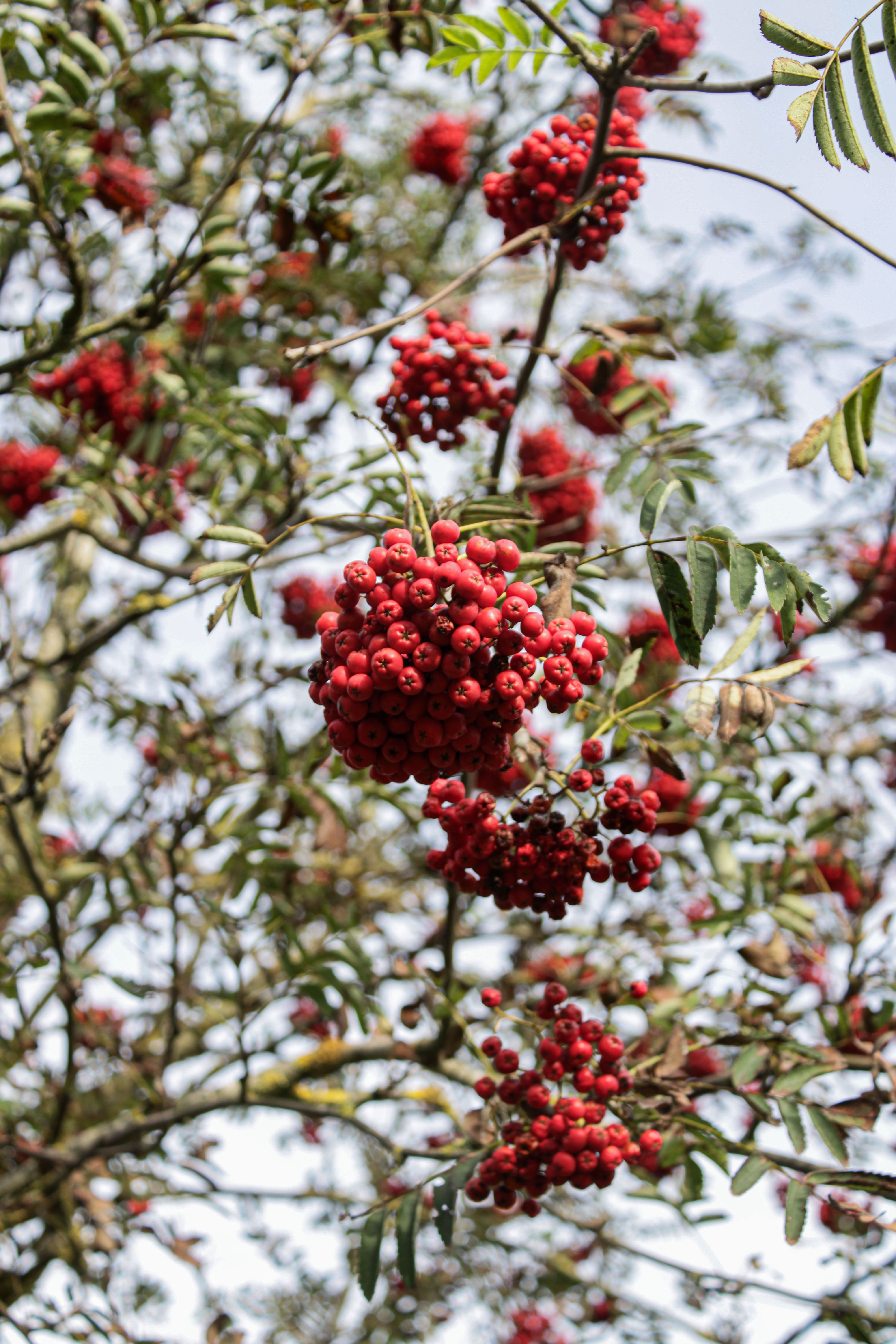 Picking Berries Photos, Download The BEST Free Picking Berries Stock ...