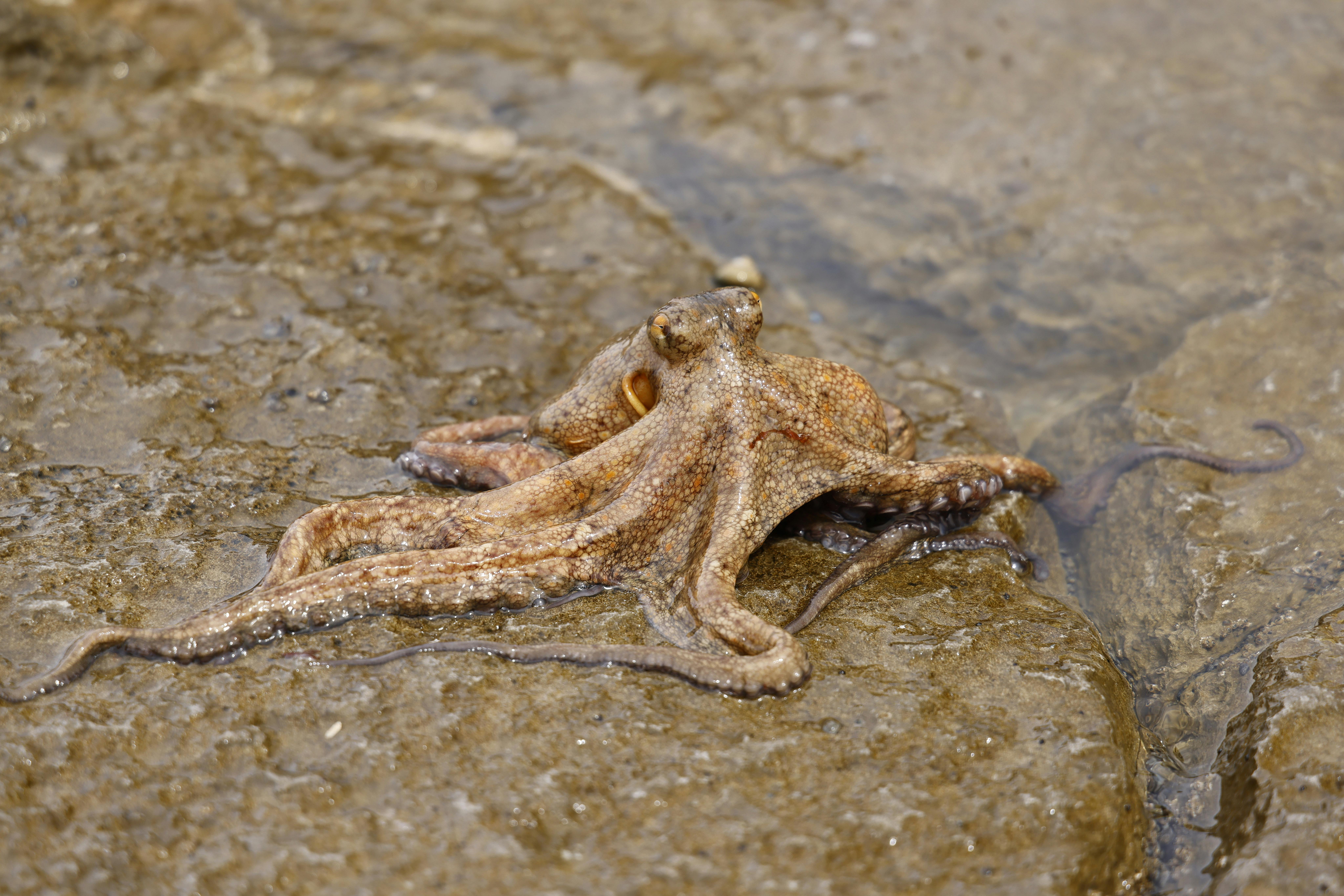 Close up of Octopus on Shore · Free Stock Photo
