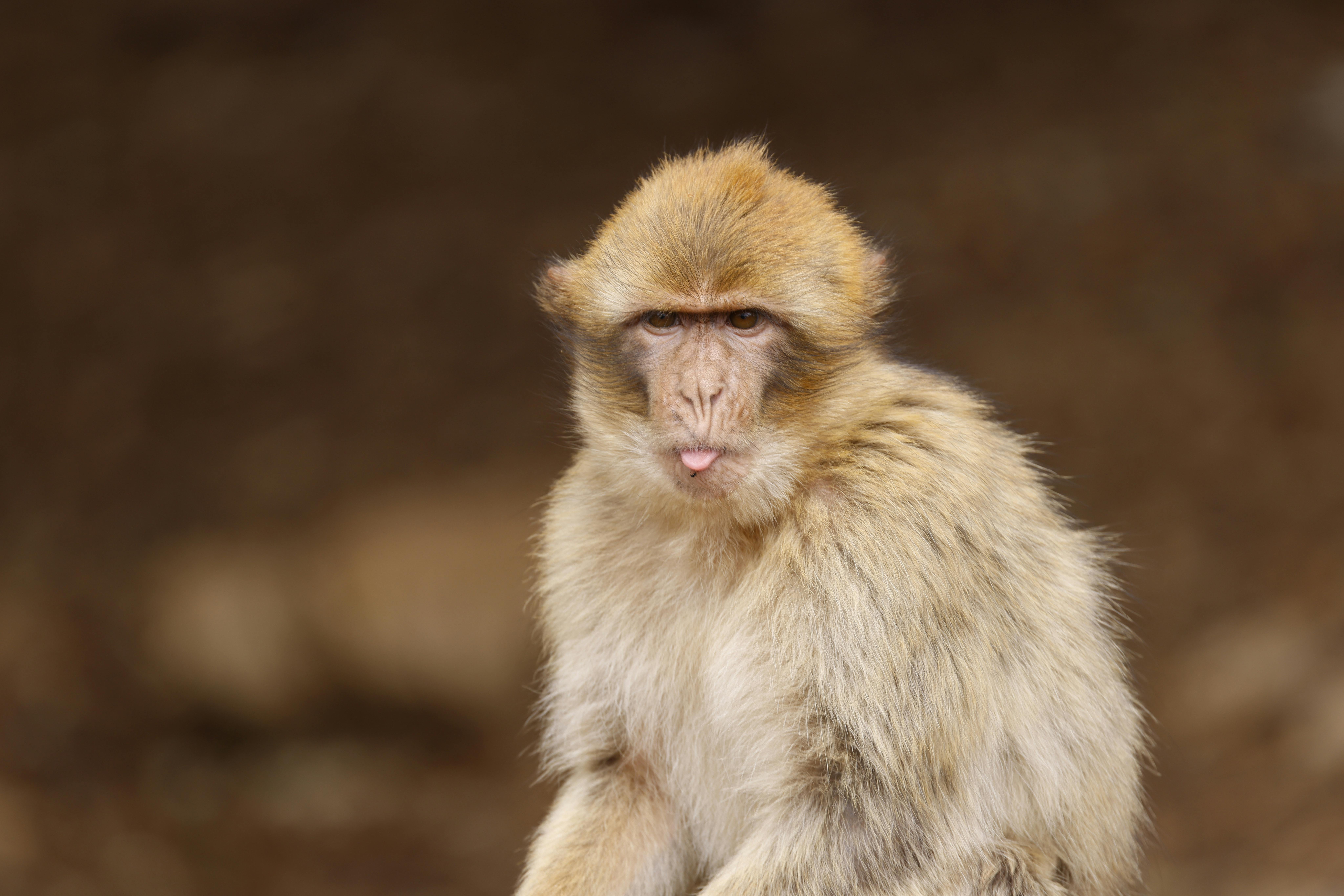 Small monkey screaming in zoo · Free Stock Photo