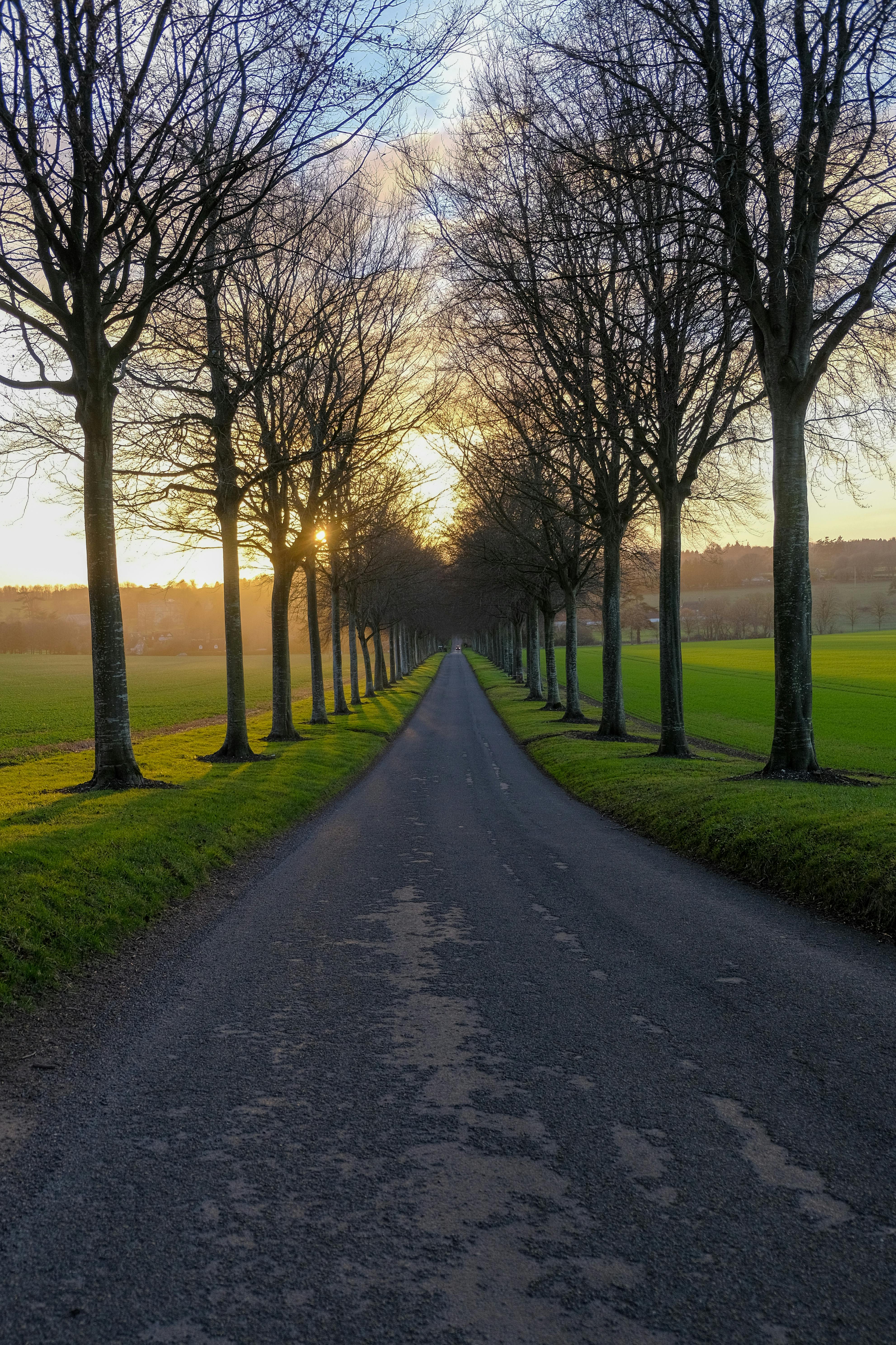 Rows of Trees on side of Road · Free Stock Photo