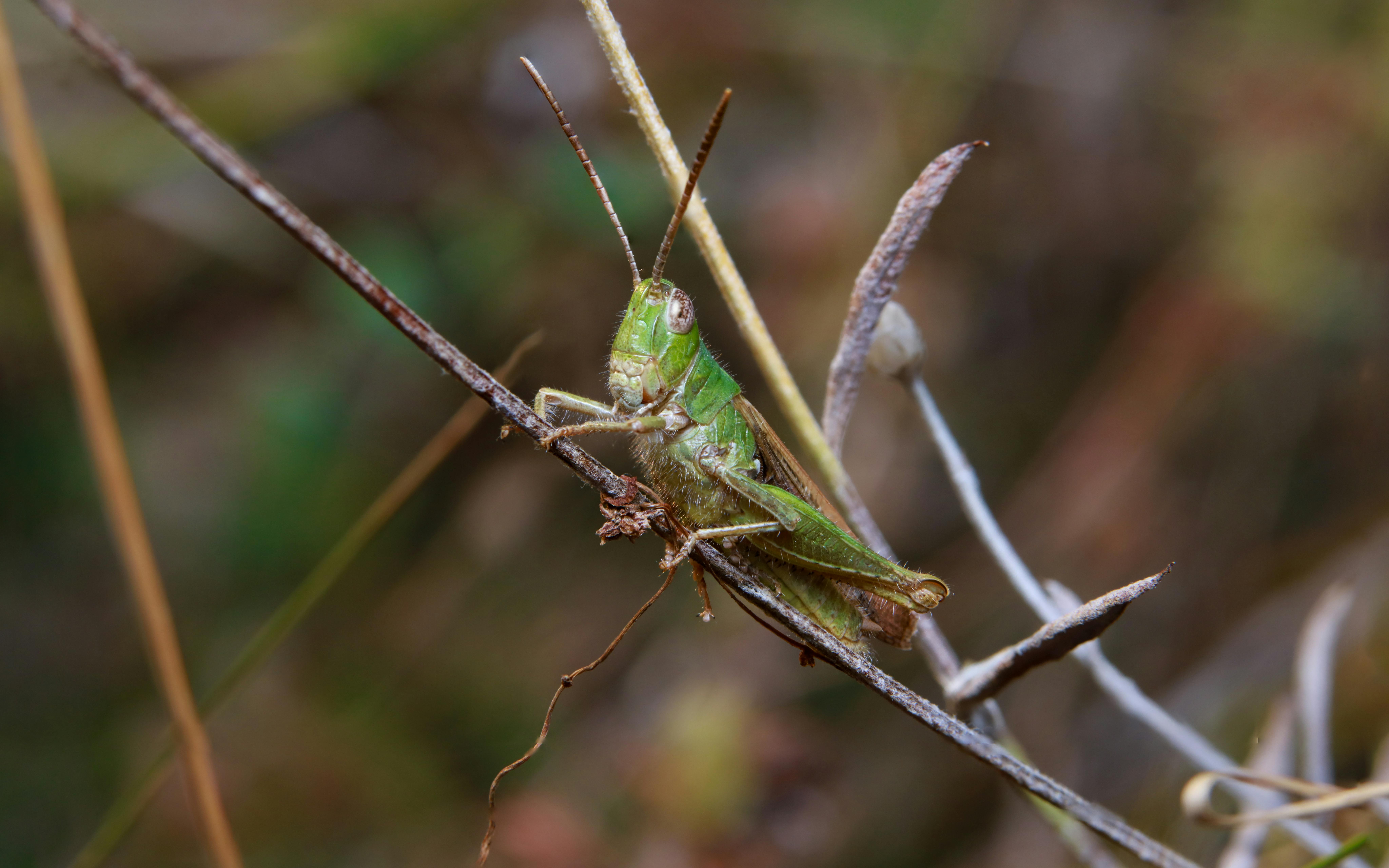 Leaping Insect Photos, Download The BEST Free Leaping Insect Stock ...