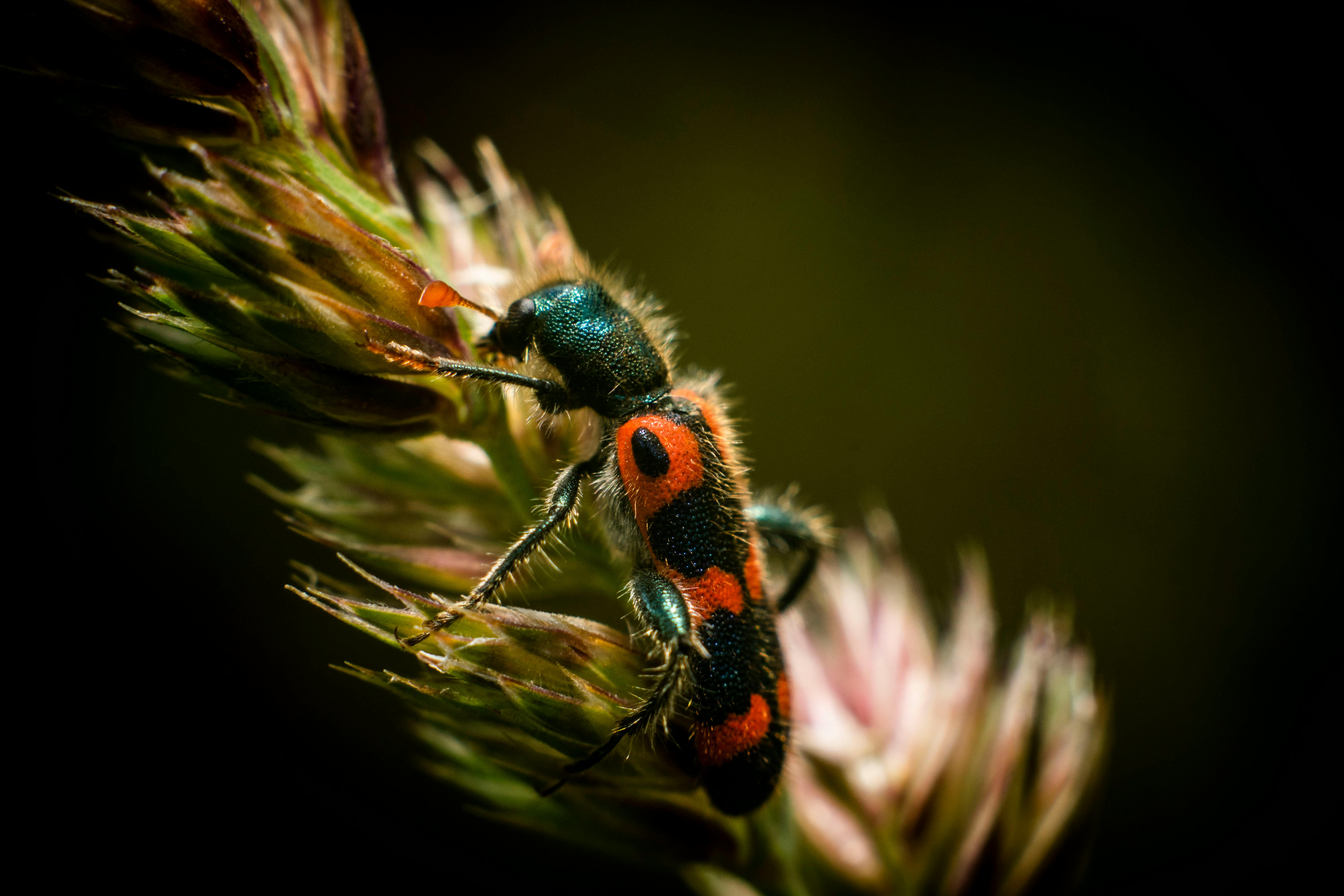 A bug with orange and black spots on its body · Free Stock Photo