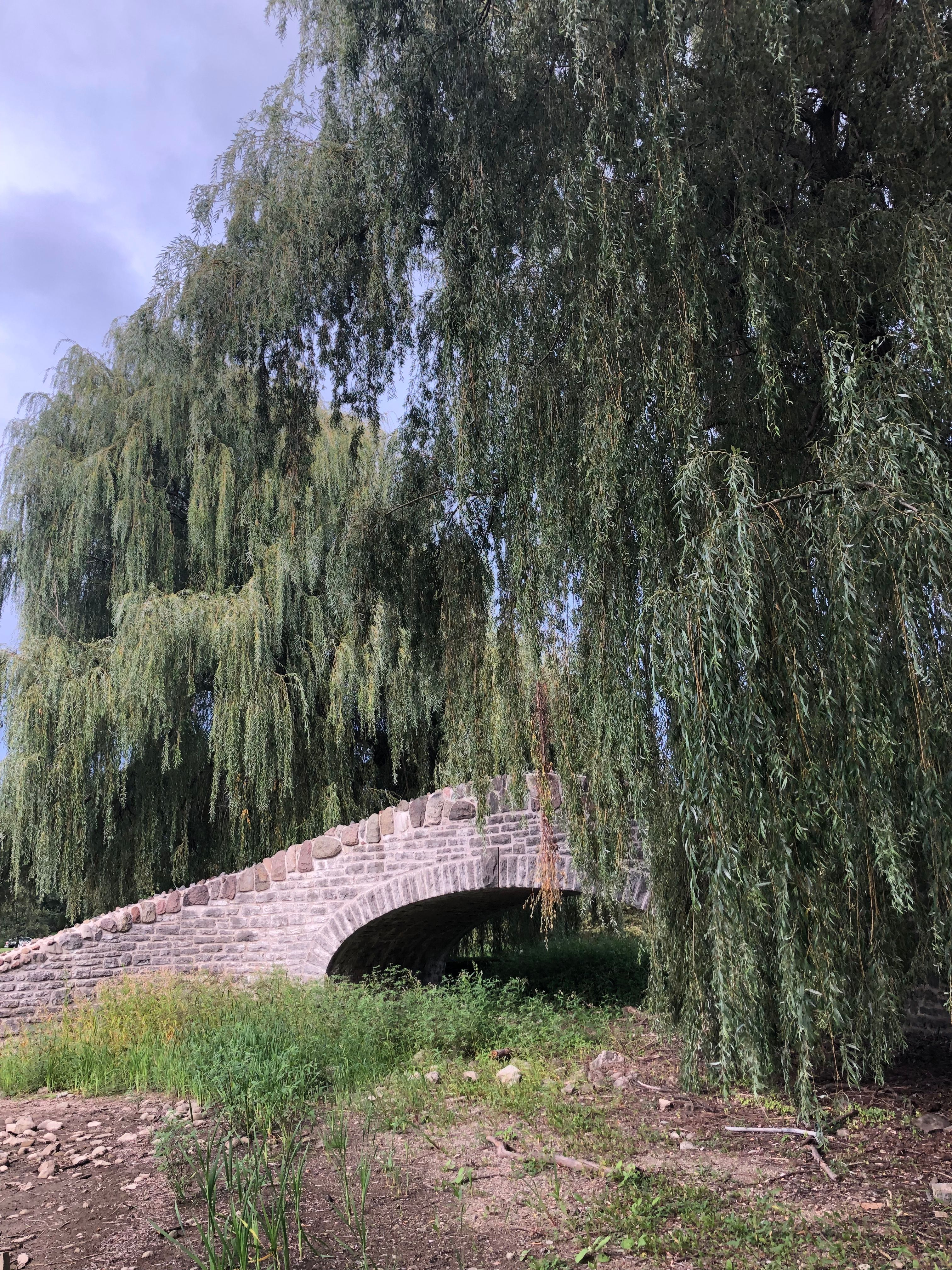 Stone Arch Bridge under Willow Tree · Free Stock Photo