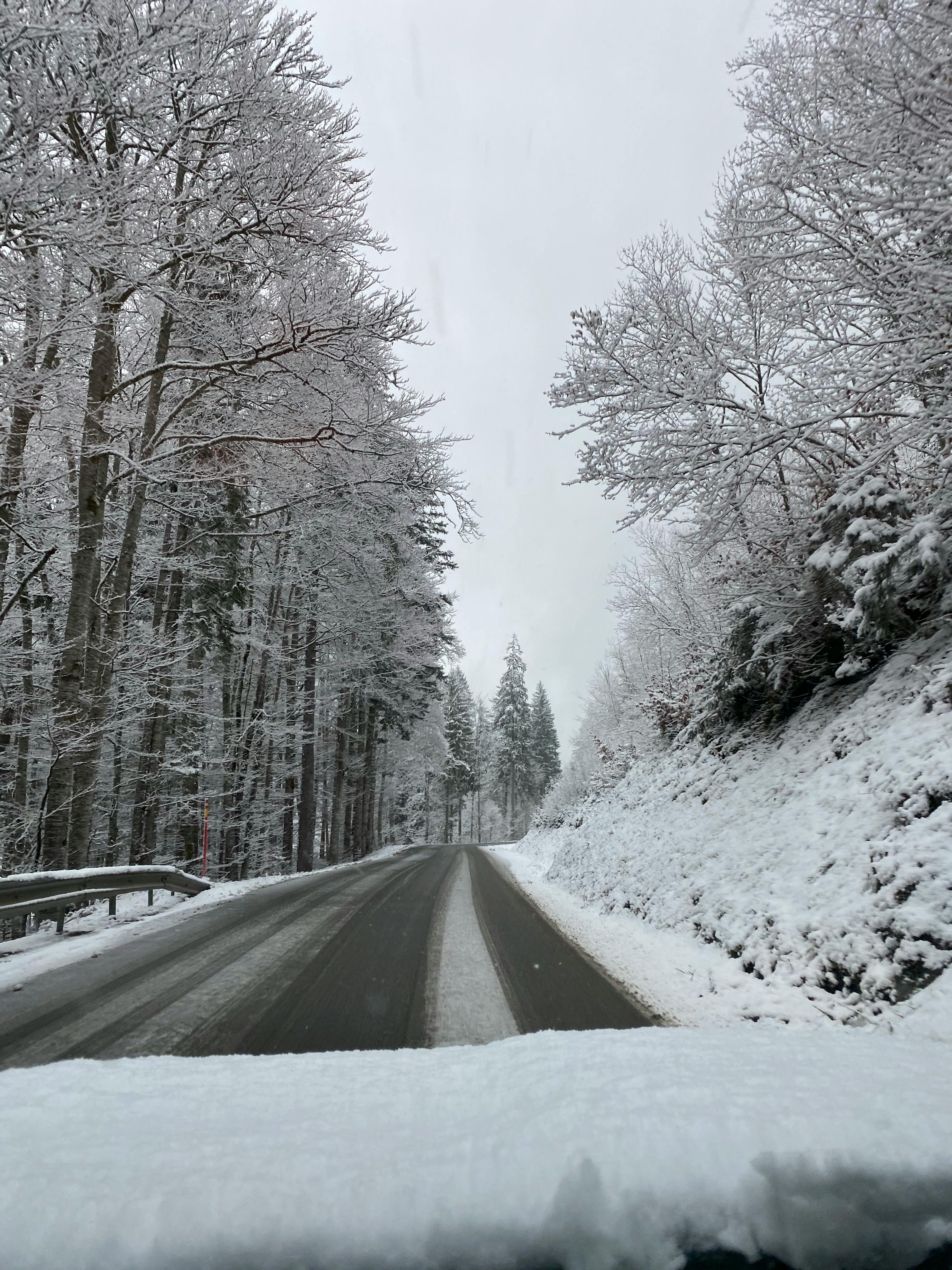 Road through Snow Covered Forest · Free Stock Photo