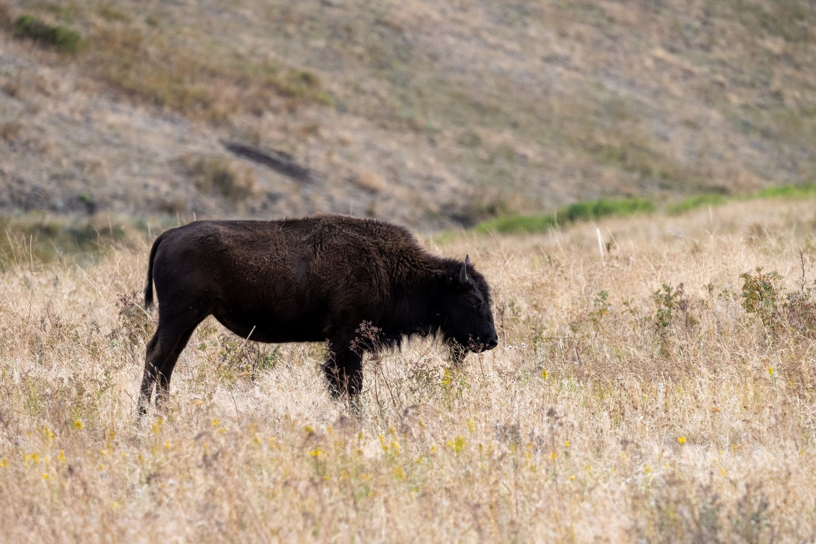 Free Buffalo Photos, Download The BEST Free Free Buffalo Stock Photos ...