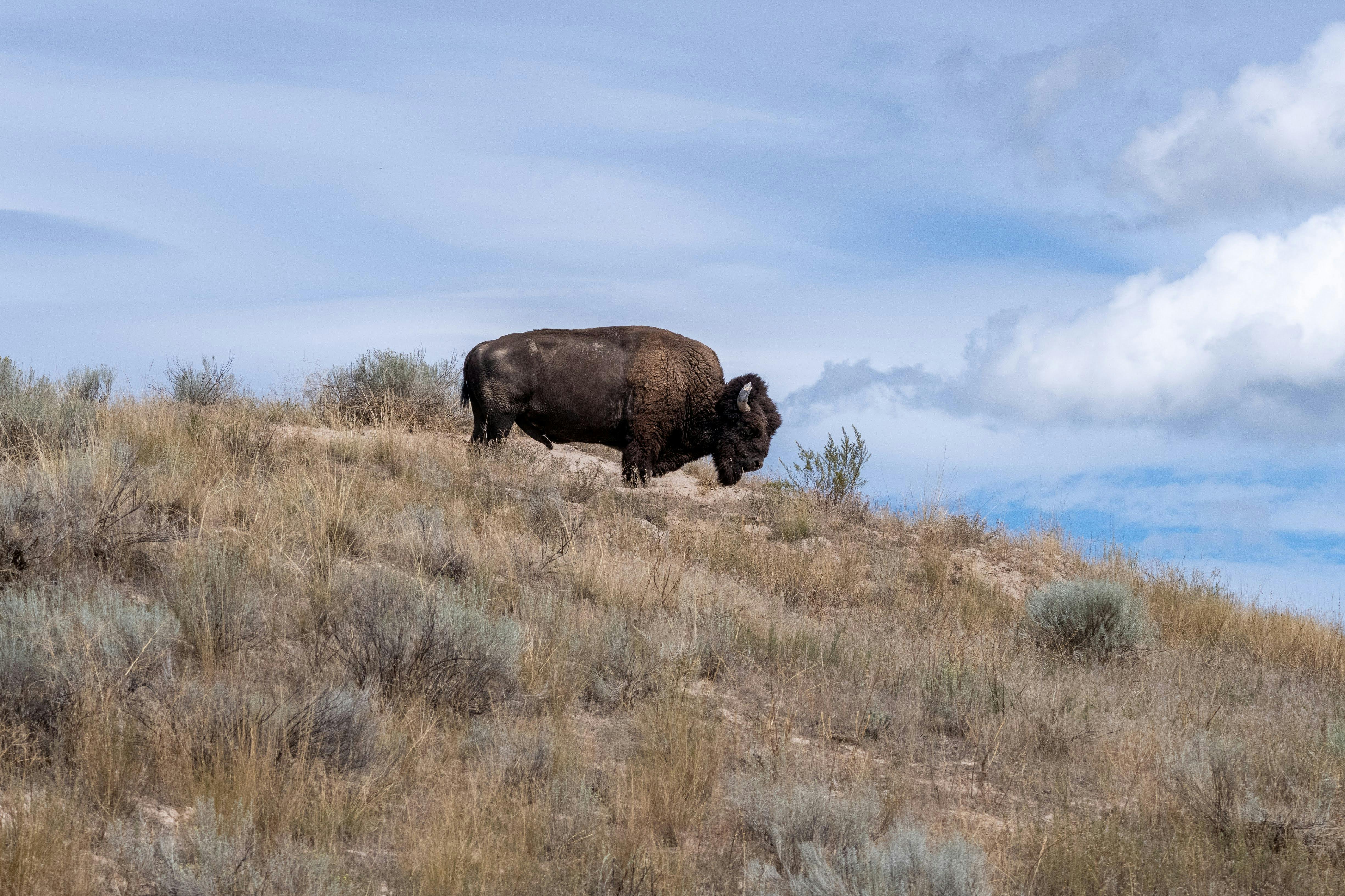 Standing Bison on Hilly Meadow · Free Stock Photo