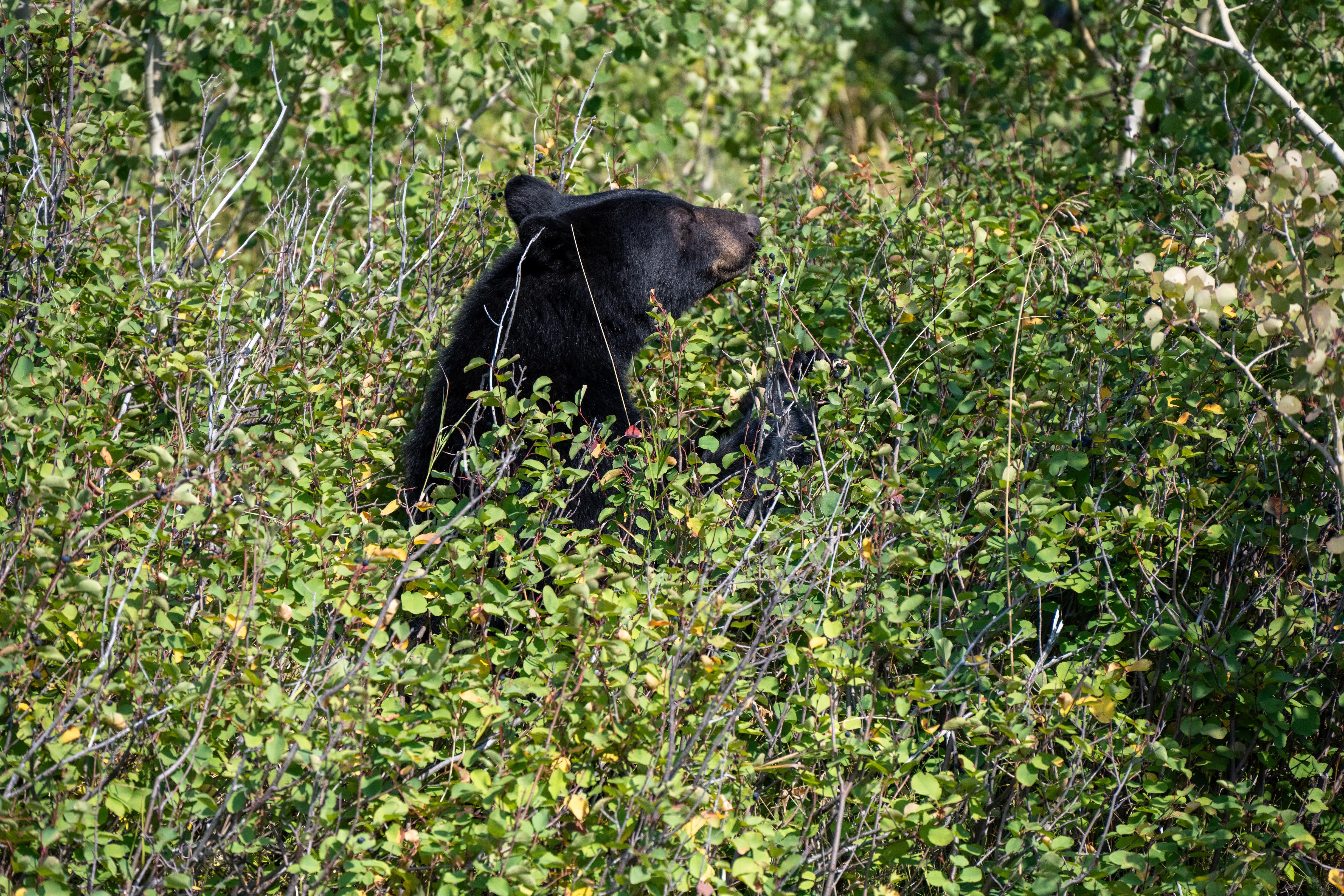 Grizzly among Bushes · Free Stock Photo