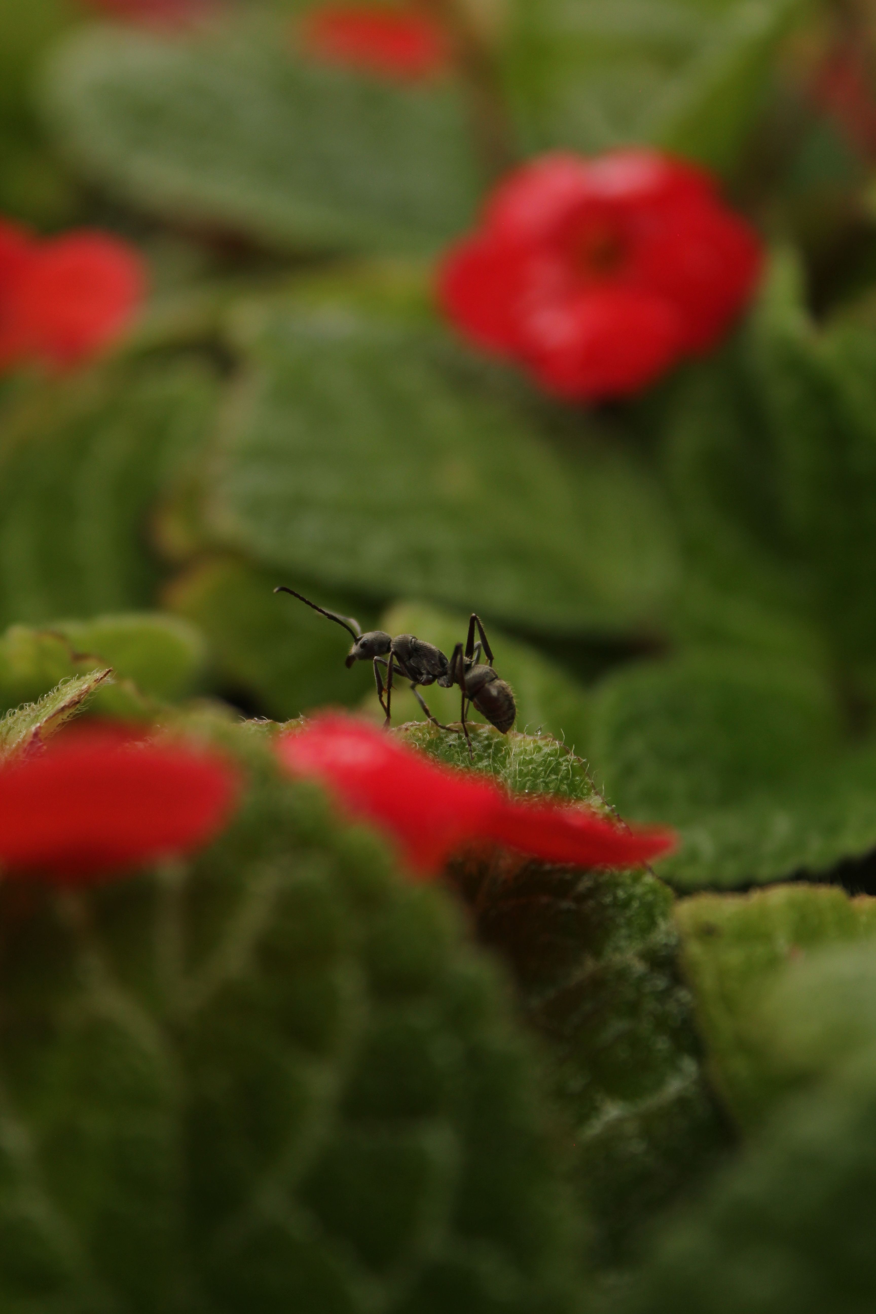 Ant on Leaf among Red Flowers · Free Stock Photo