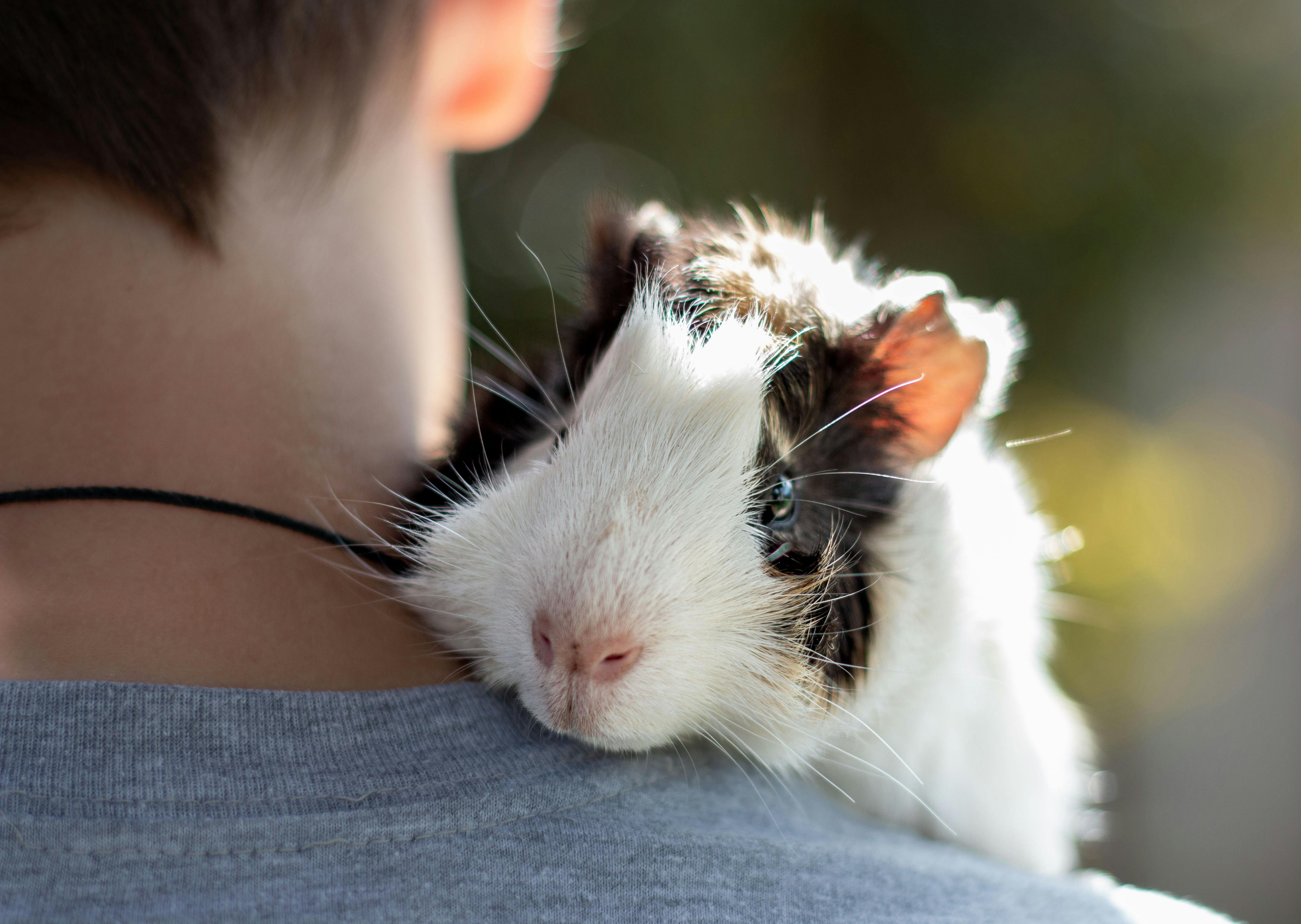 Hamster on Man Neck · Free Stock Photo