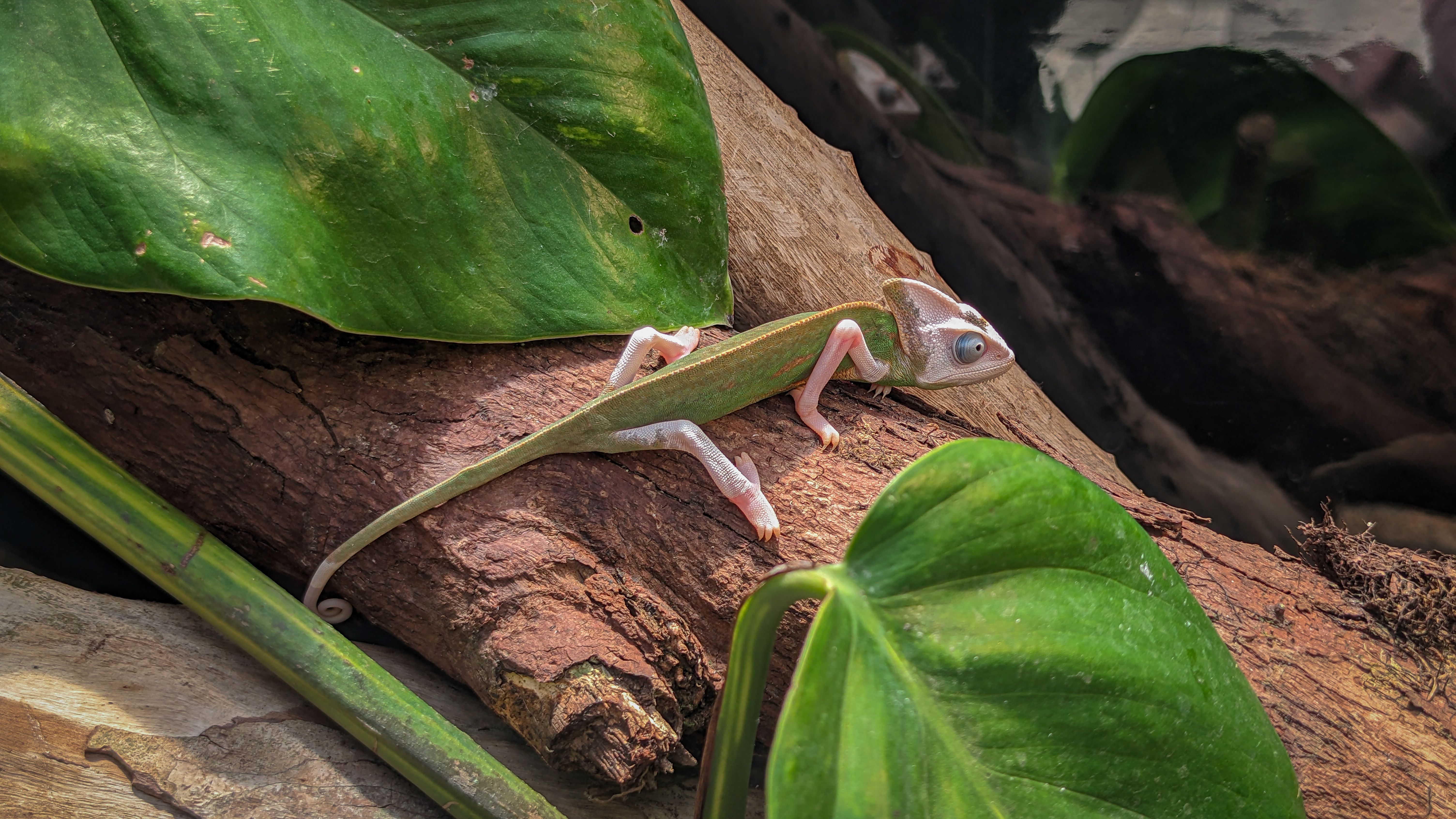 Mourning Gecko Lizard Photos, Download The BEST Free Mourning Gecko ...