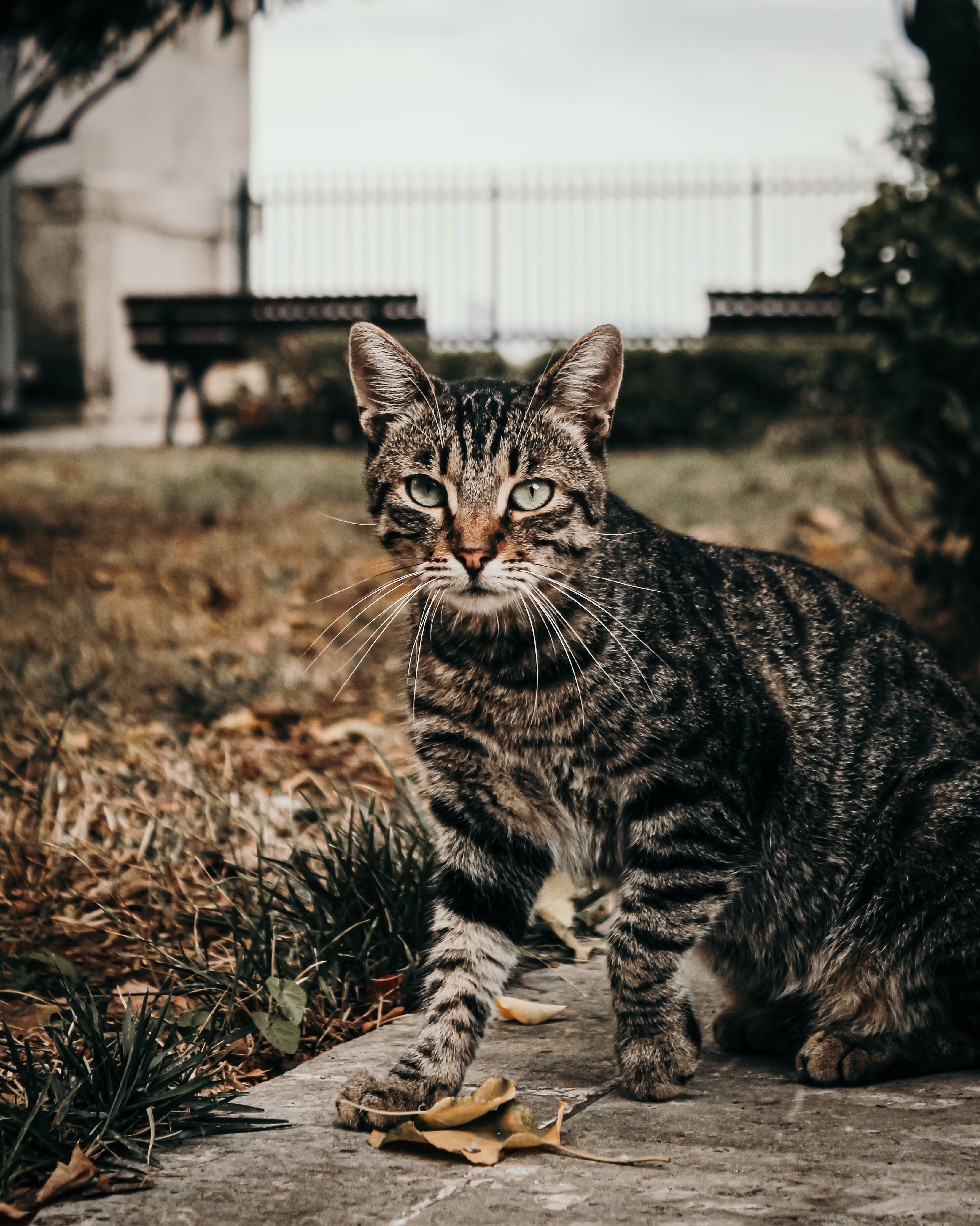 Macavity Cat Wallpapers Photos, Download The BEST Free Macavity Cat ...