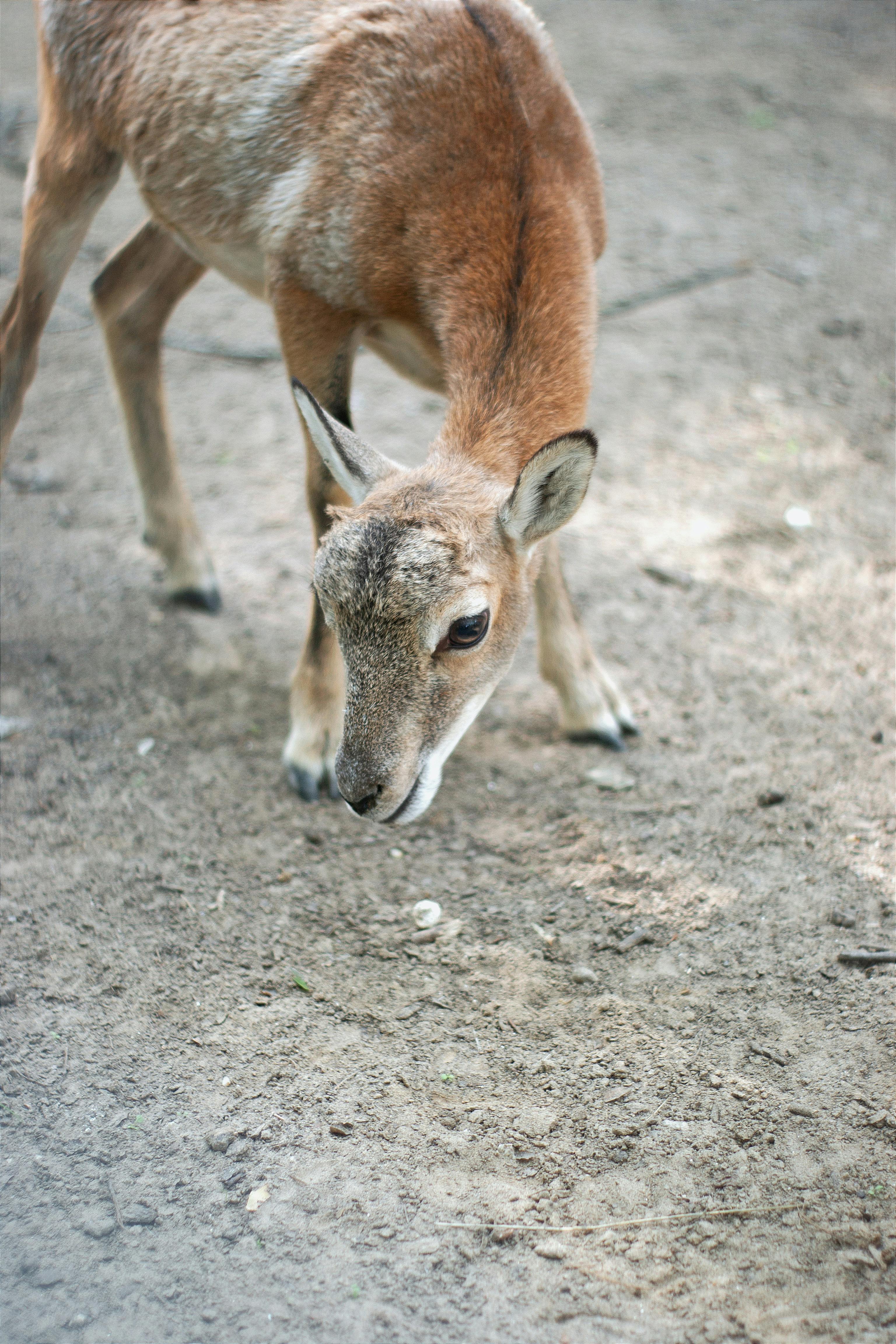 Lowering Head Photos, Download The BEST Free Lowering Head Stock Photos ...