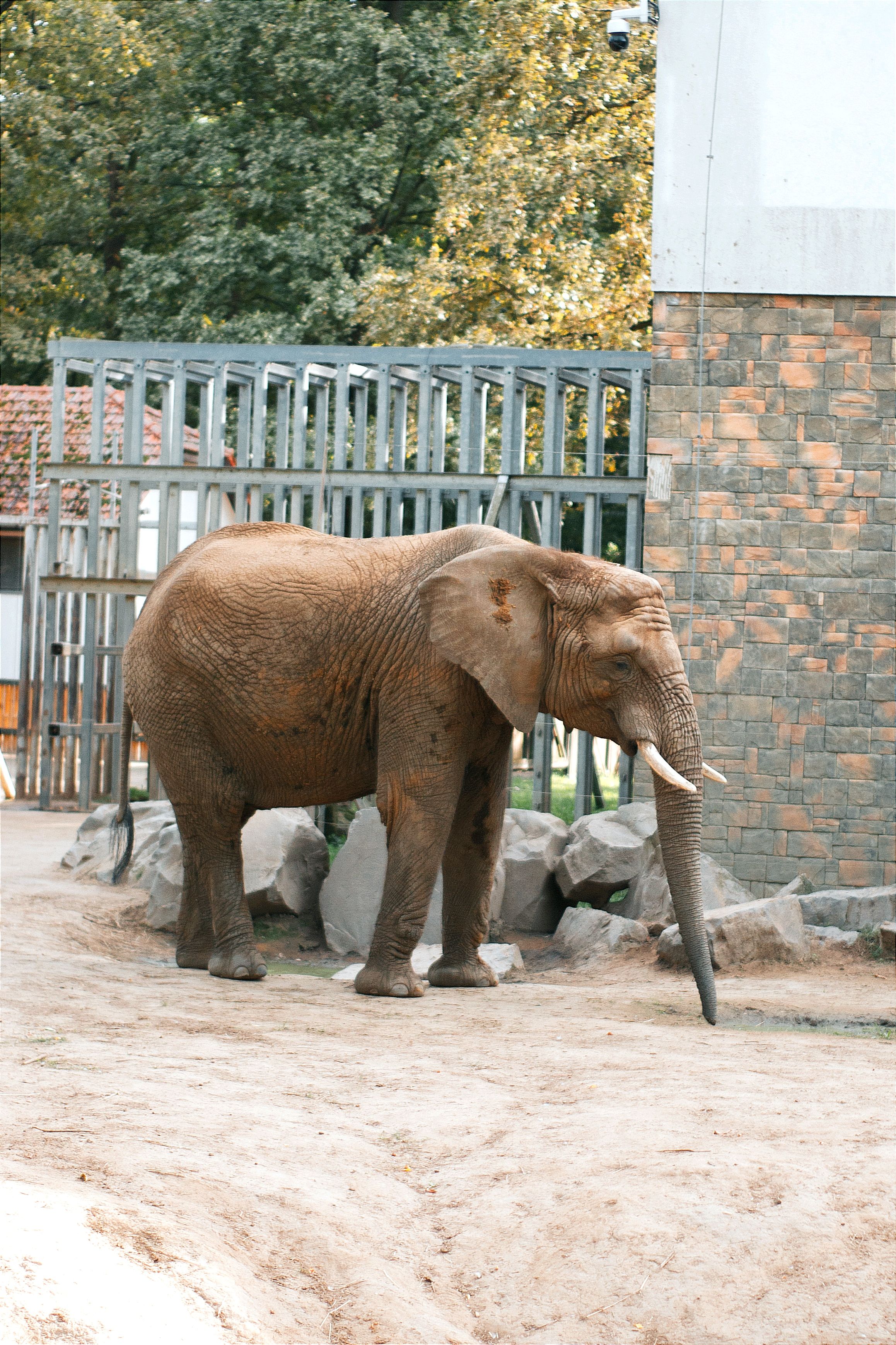 Baby Elephant Standing under Wall of Zoo Enclosure · Free Stock Photo