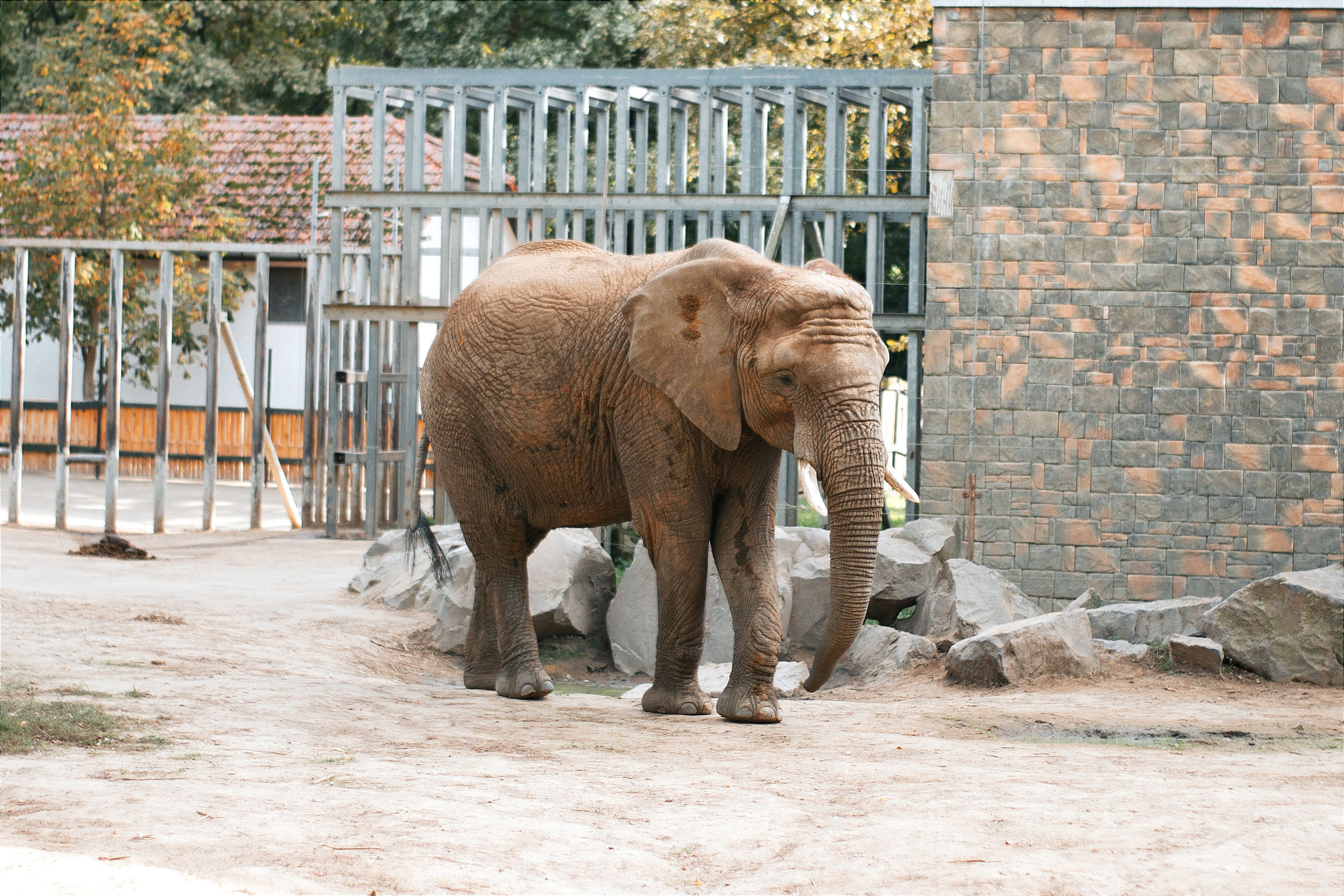 Baby Elephant in Zoo Enclosure · Free Stock Photo