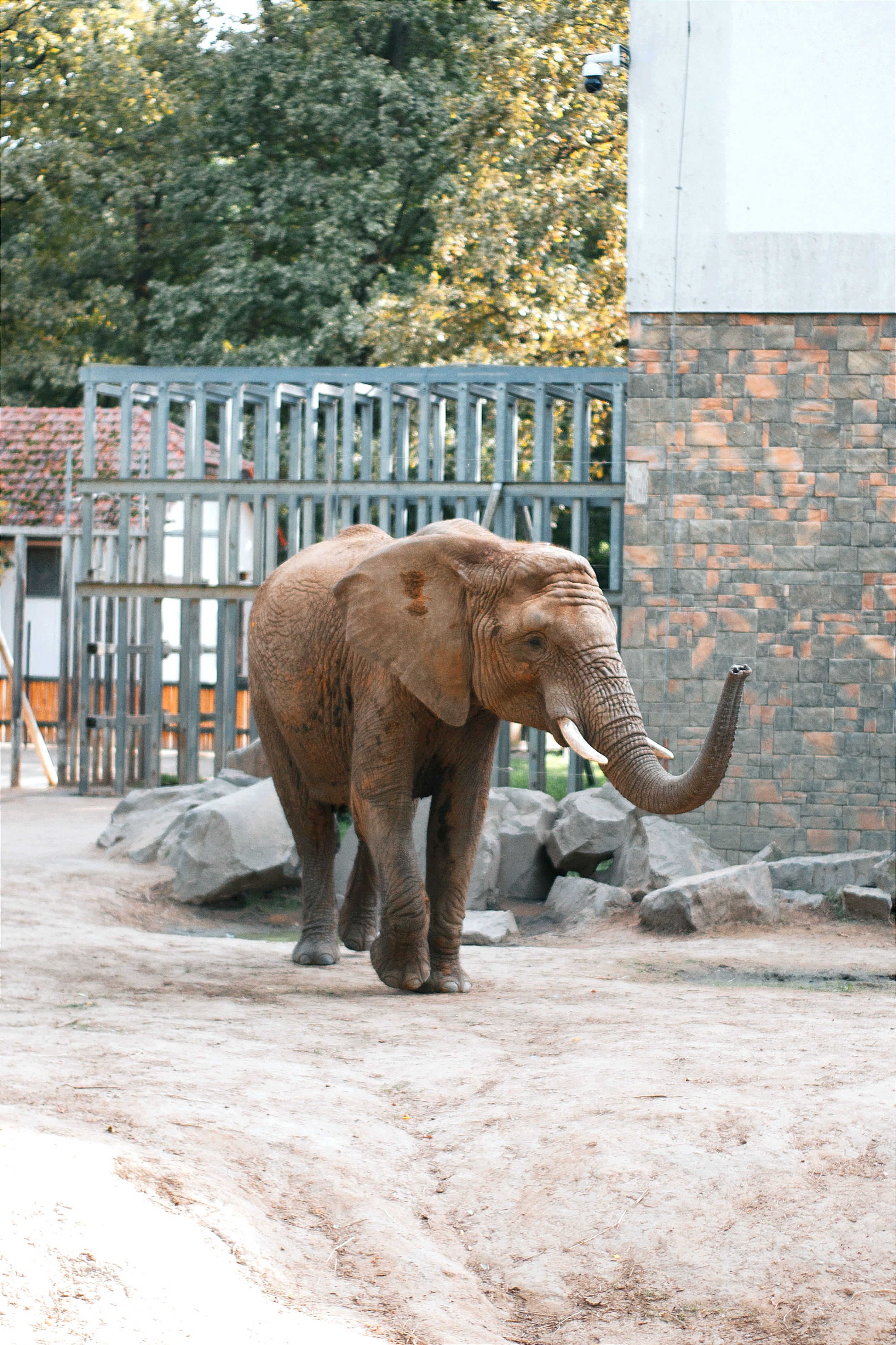 An Elephant in an Enclosure in a Zoo · Free Stock Photo