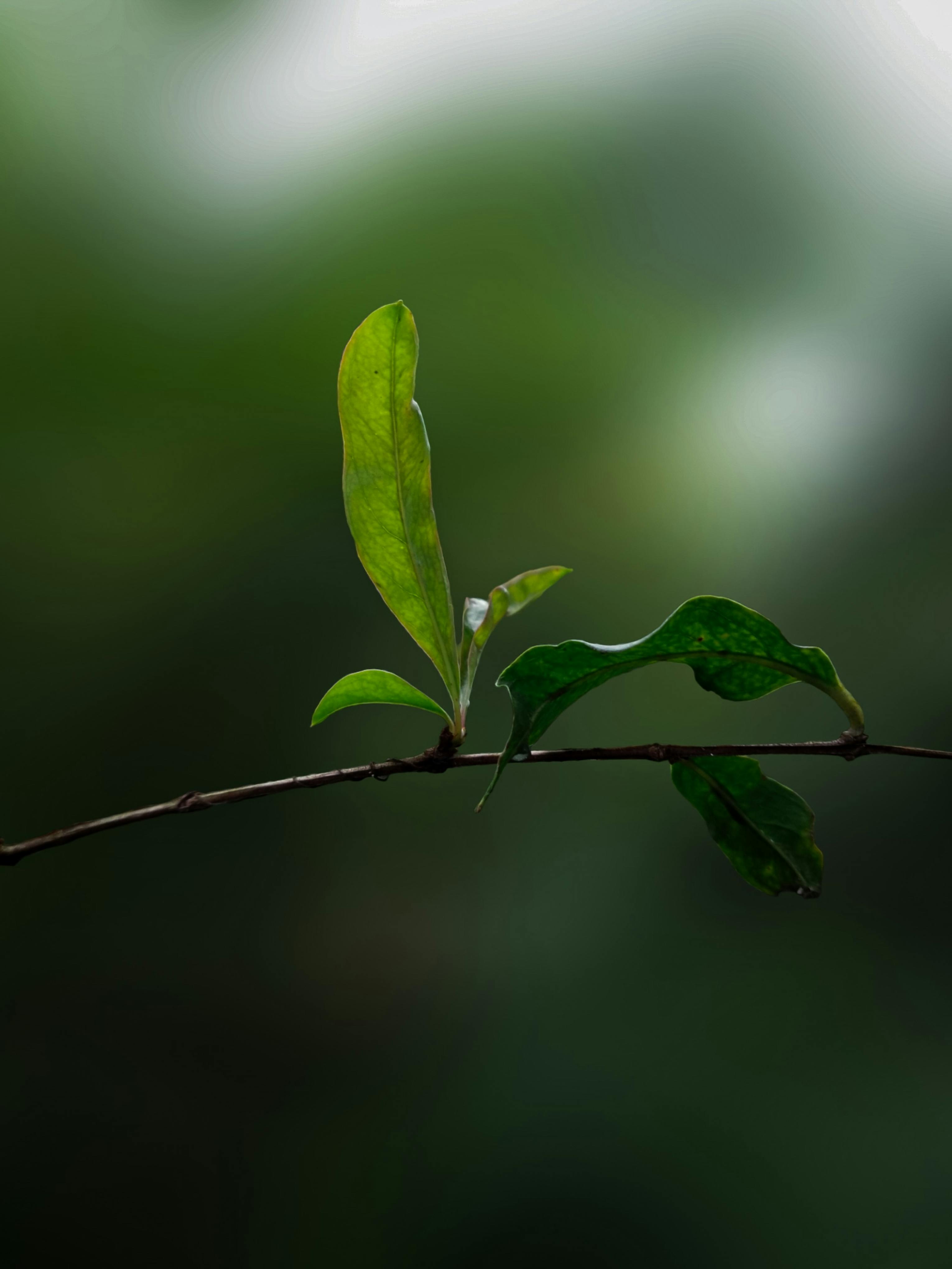 Fruit tree leaf photography blur background · Free Stock Photo