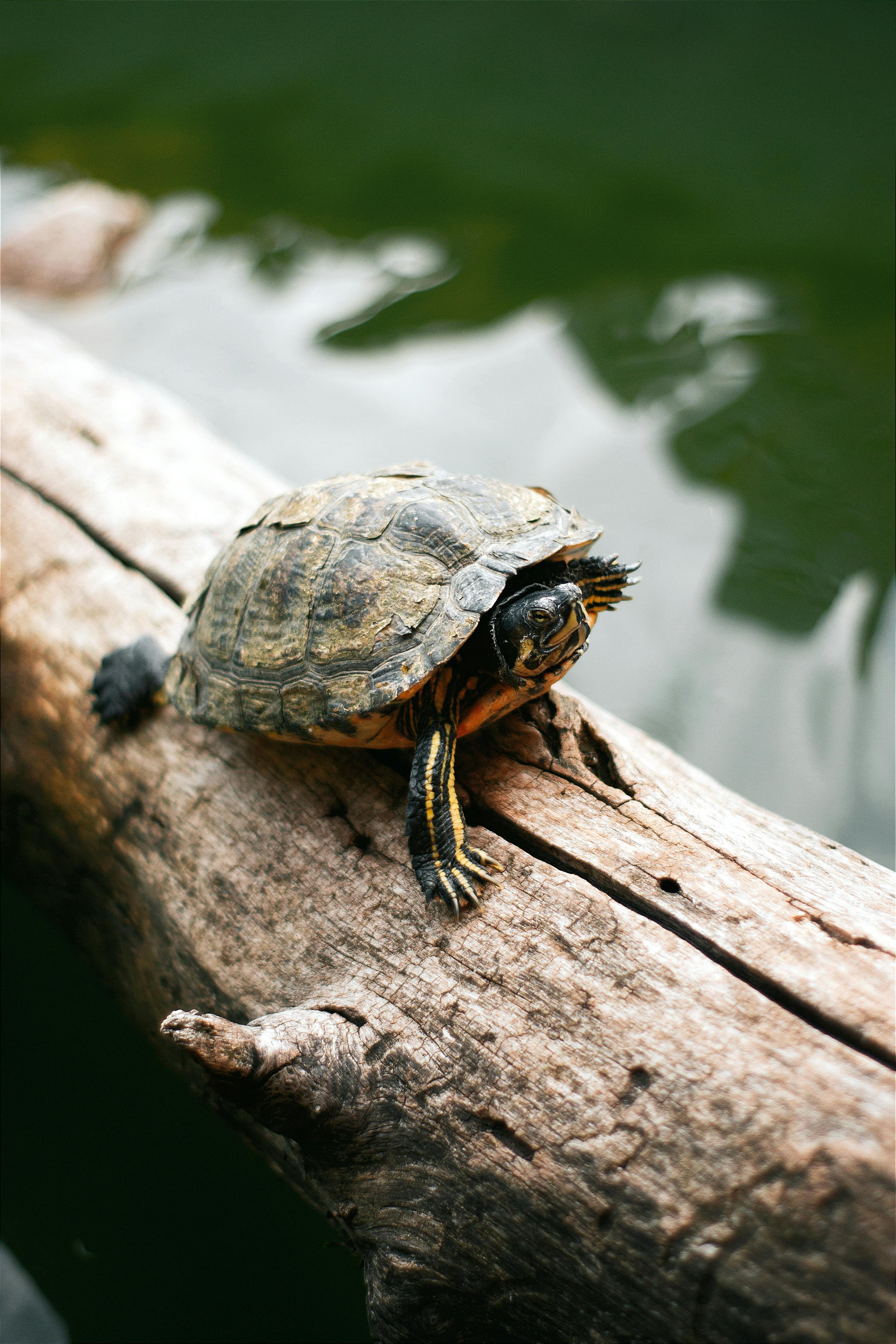 Turtle on Tree Trunk · Free Stock Photo