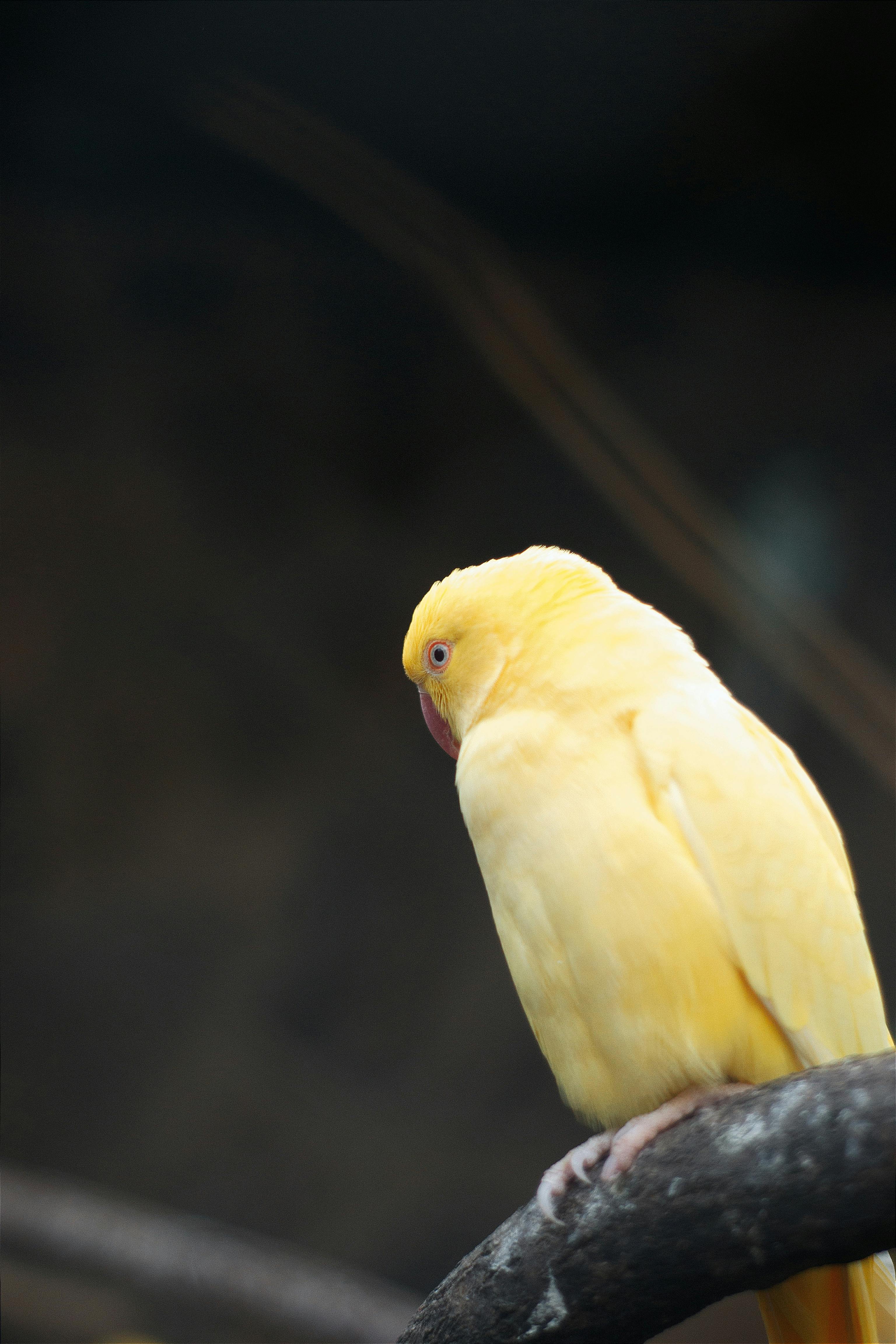 A Small Yellow Parrot Sitting on a Branch · Free Stock Photo