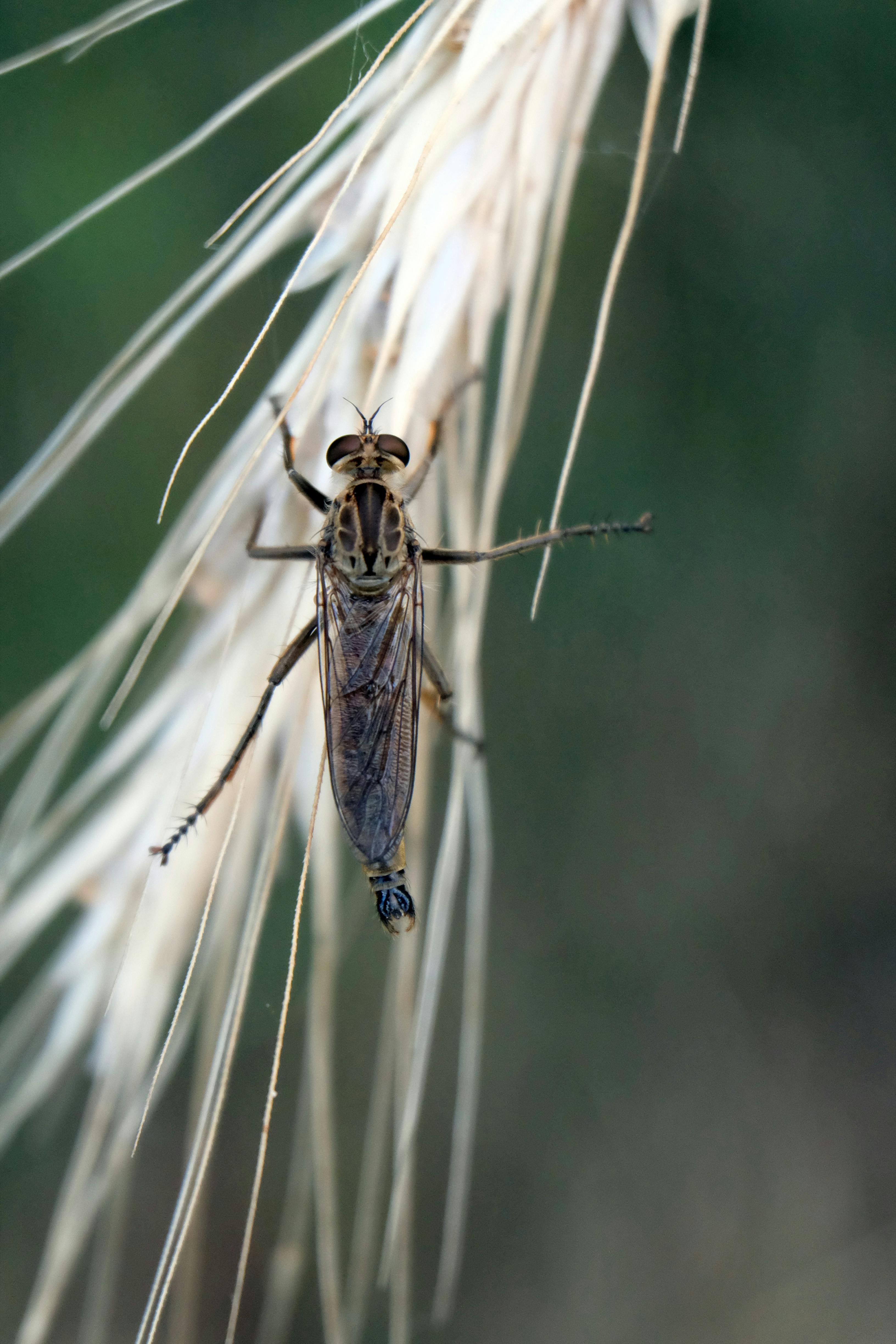 Robber Fly in Close Up · Free Stock Photo