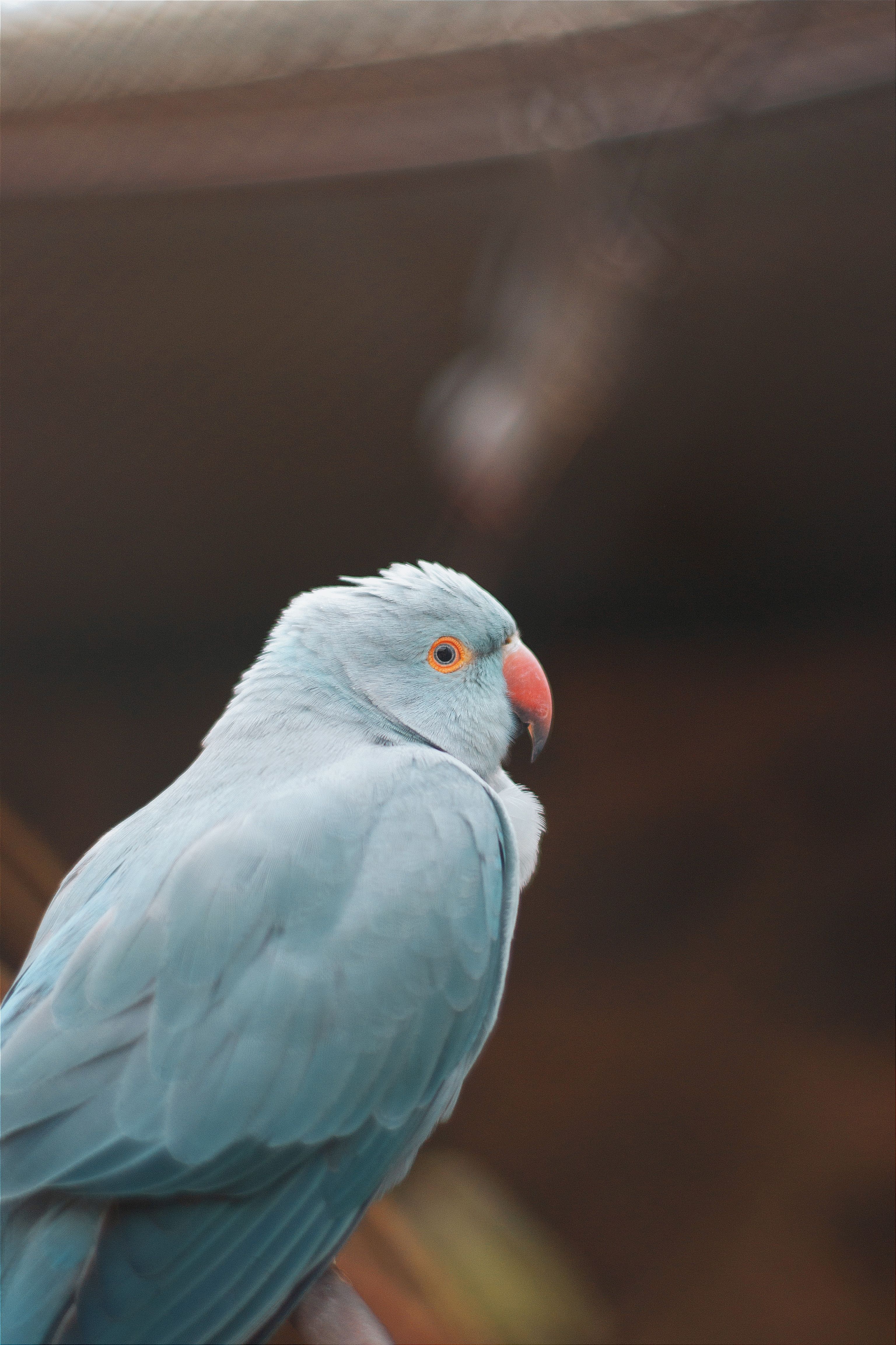 Close-up of a Parrot with Blue Feathers · Free Stock Photo