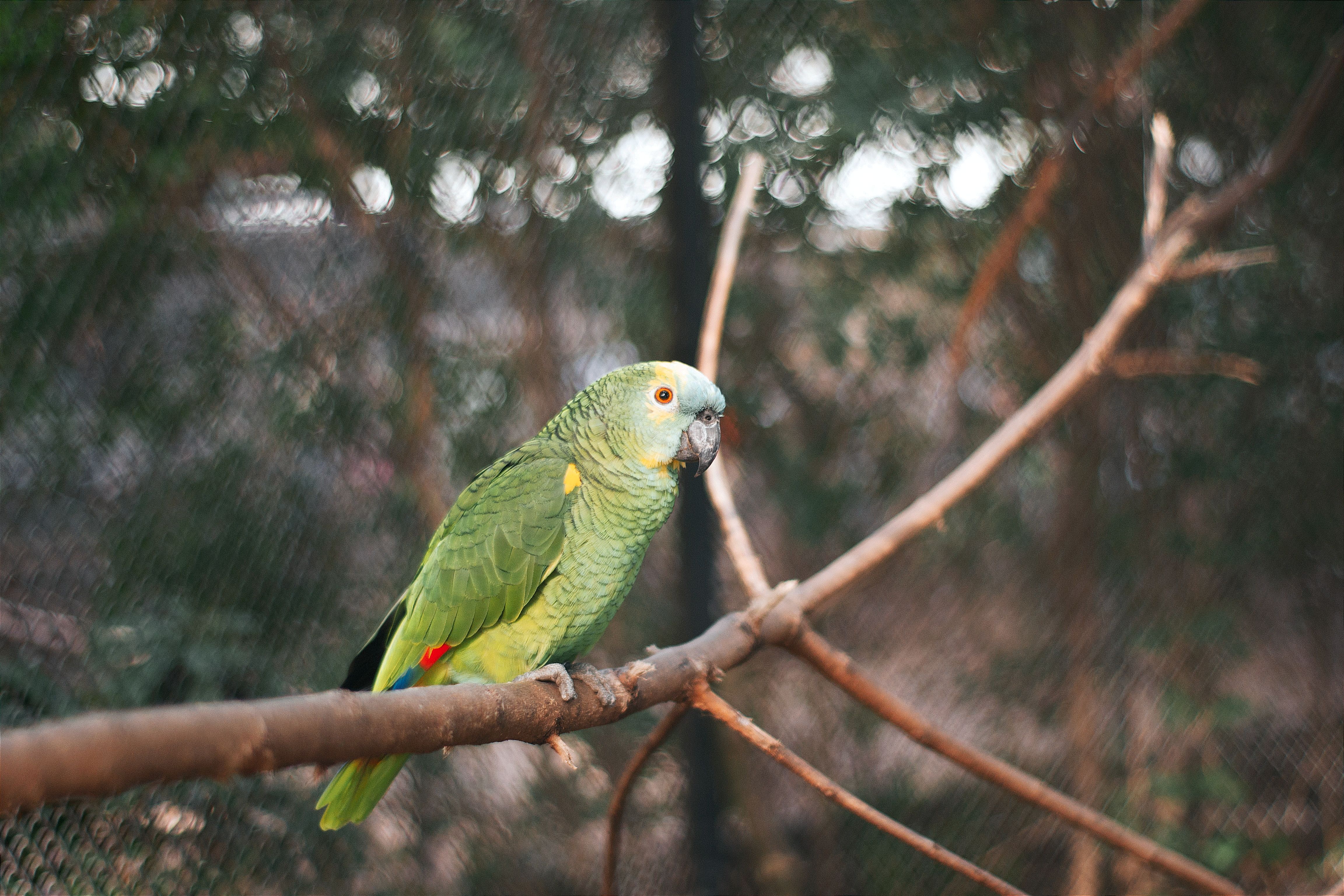 Foto de stock gratuita sobre @al aire libre, amante de las aves ...