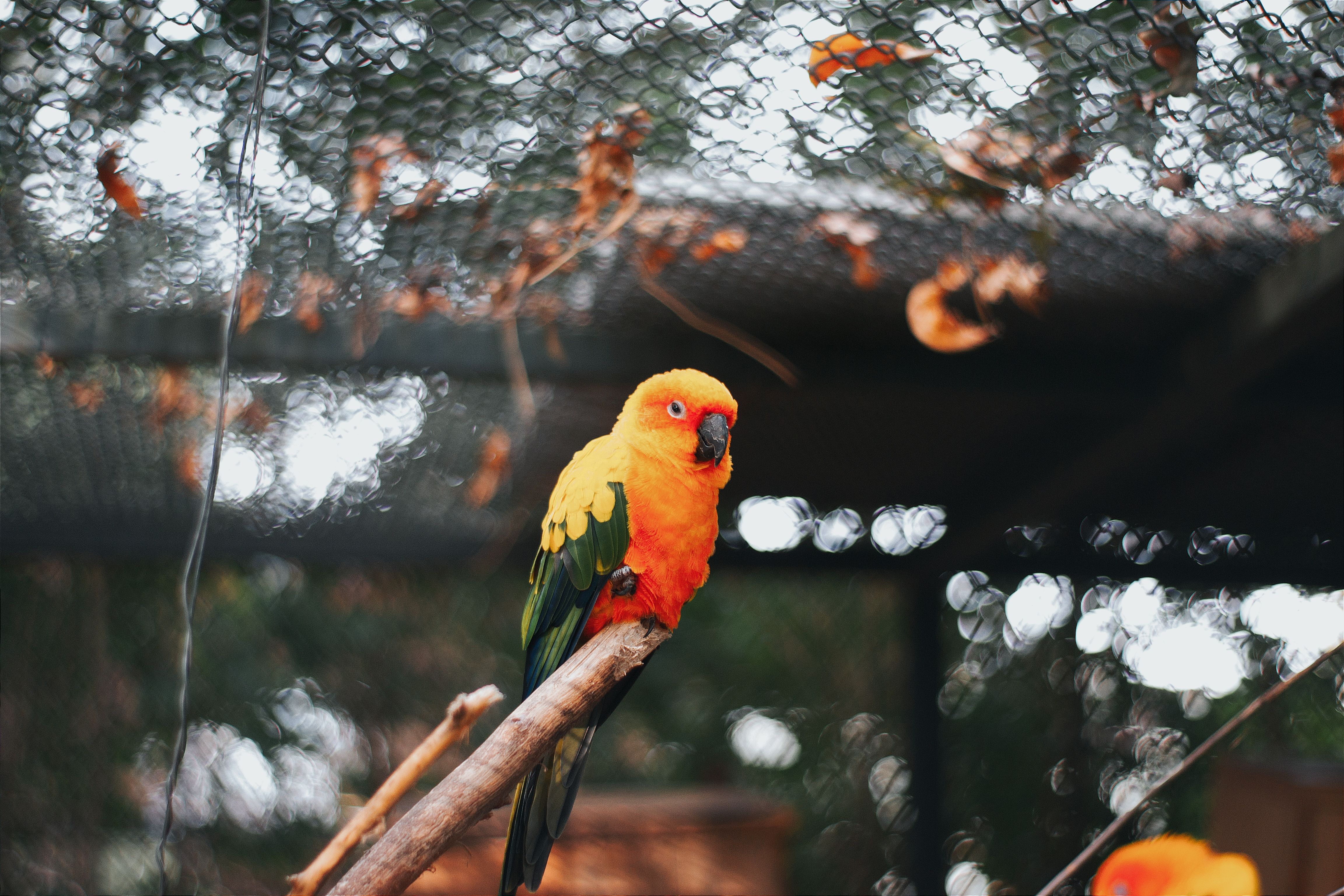Conure Parrot in Zoo · Free Stock Photo
