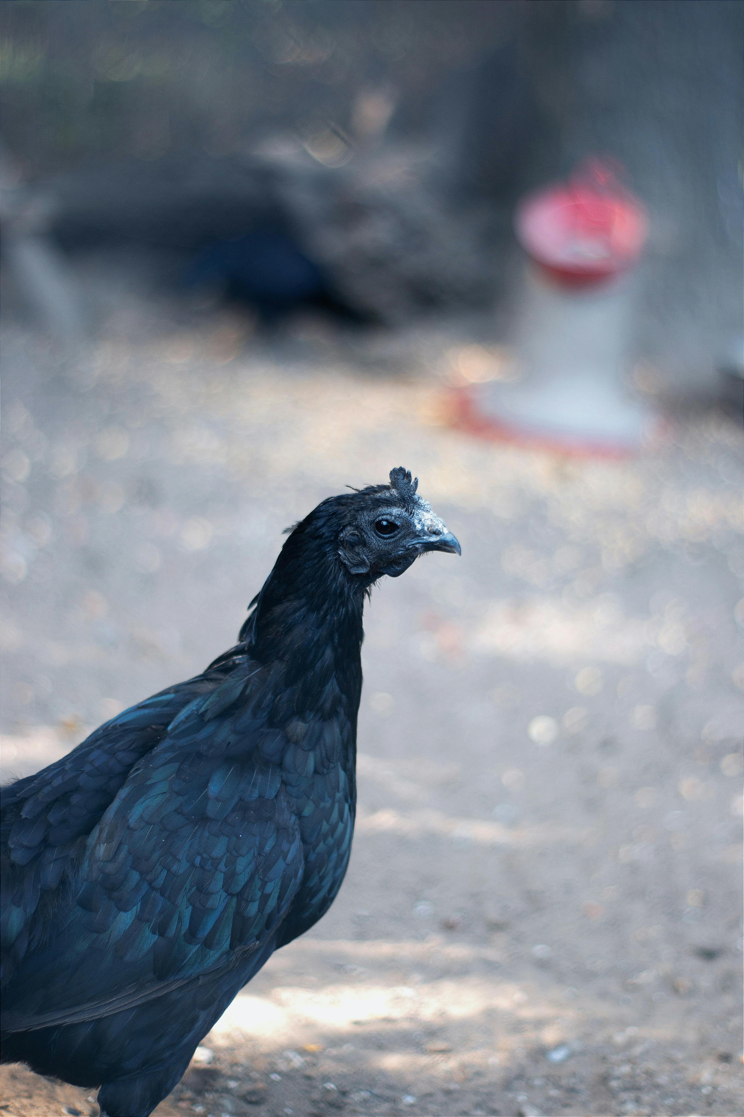 Black Chicken in Close Up · Free Stock Photo