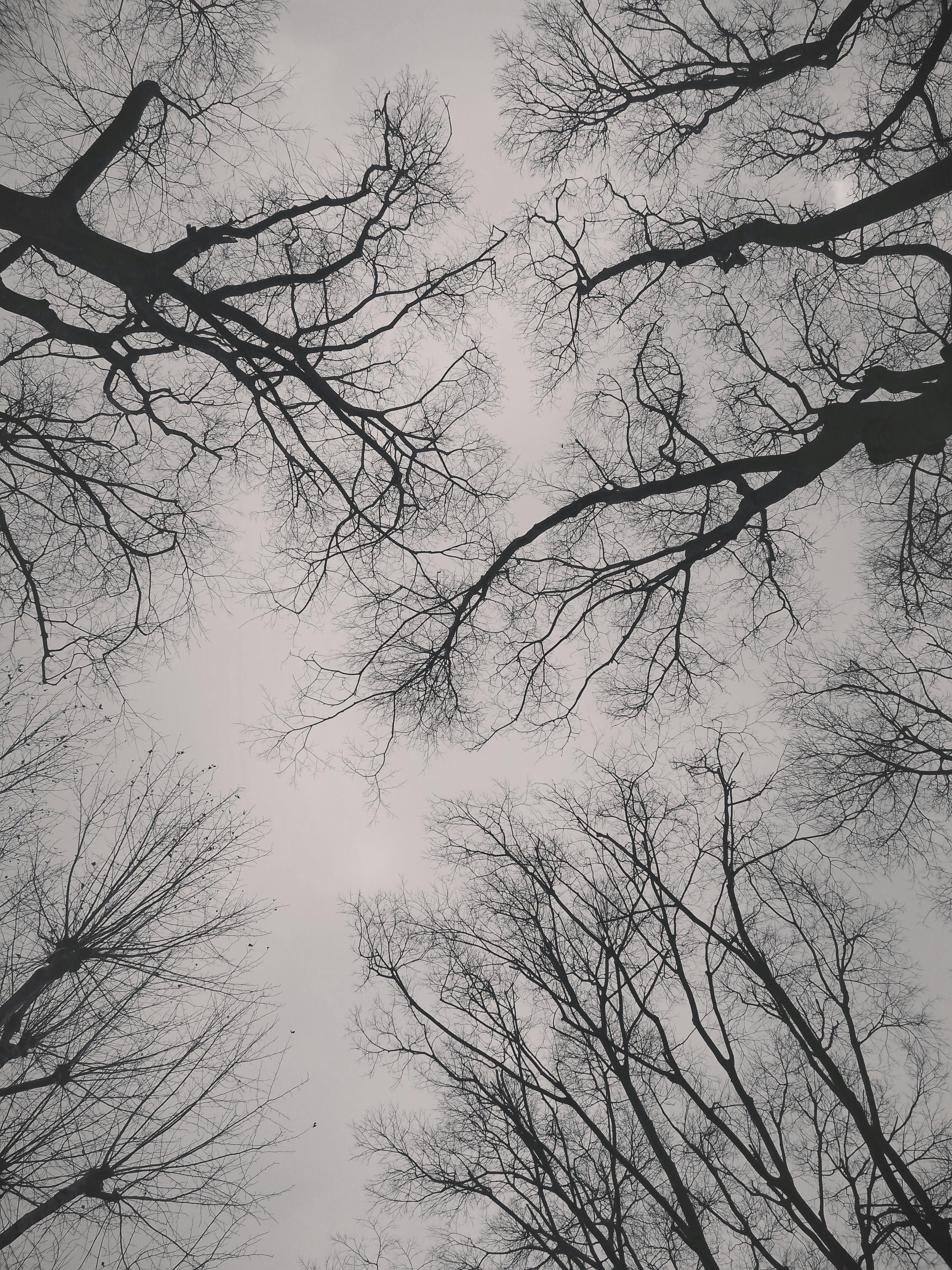 Silhouette of Leafless Treetops · Free Stock Photo