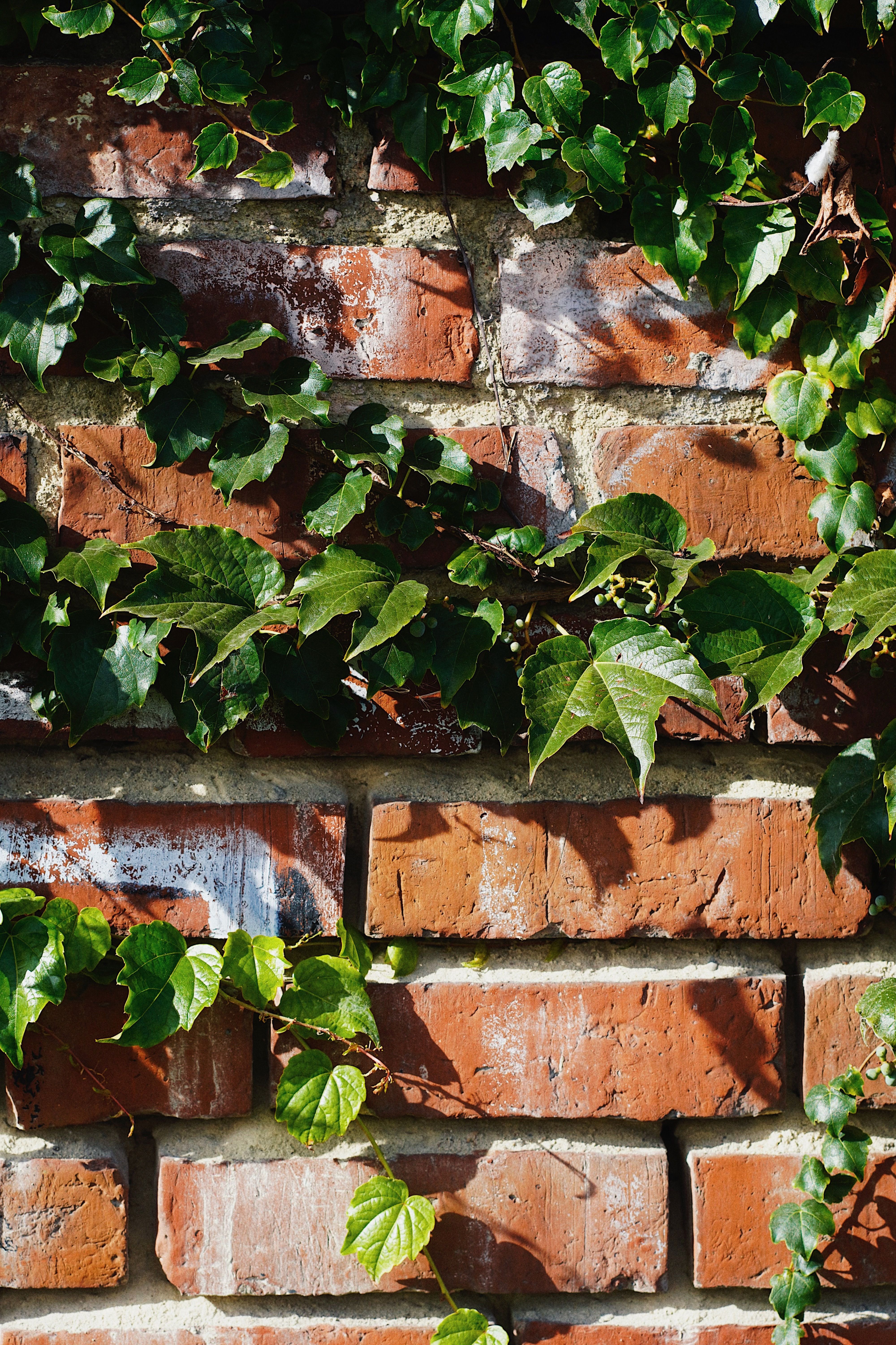 Close-up of Ivy Plant Growing on Brick Wall · Free Stock Photo