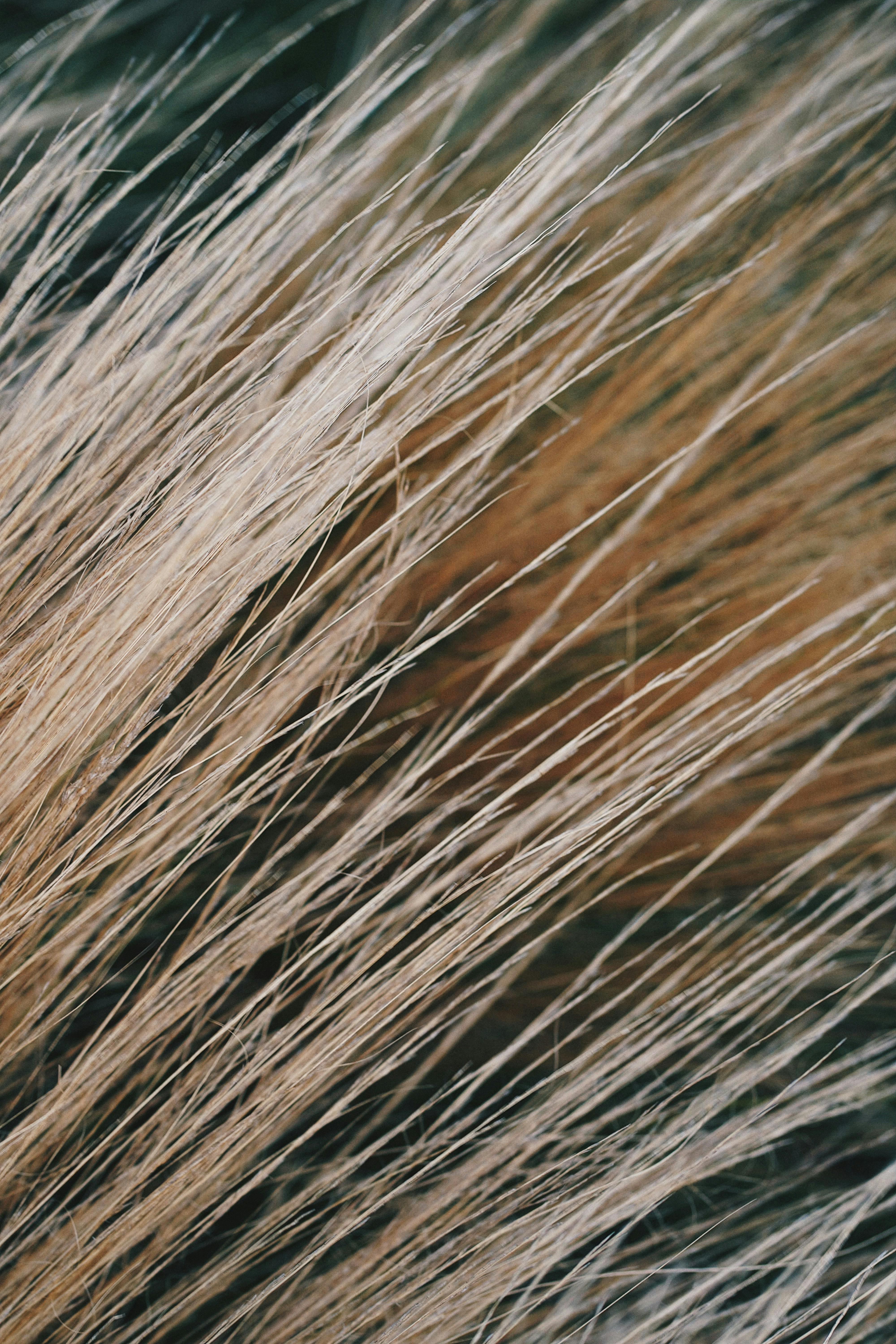 Closeup of Spiky Fur · Free Stock Photo