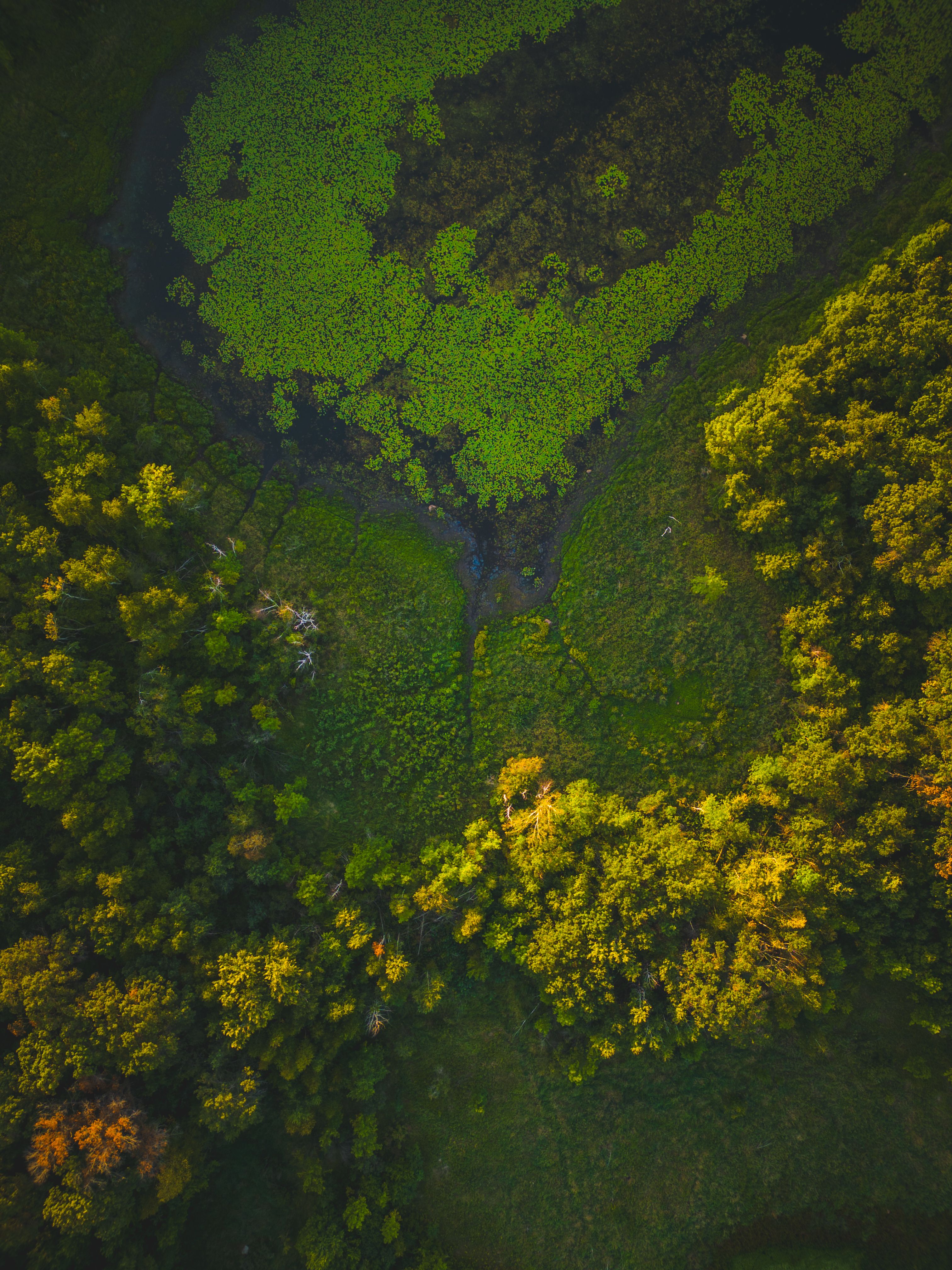 Swamp Seen From Above · Free Stock Photo