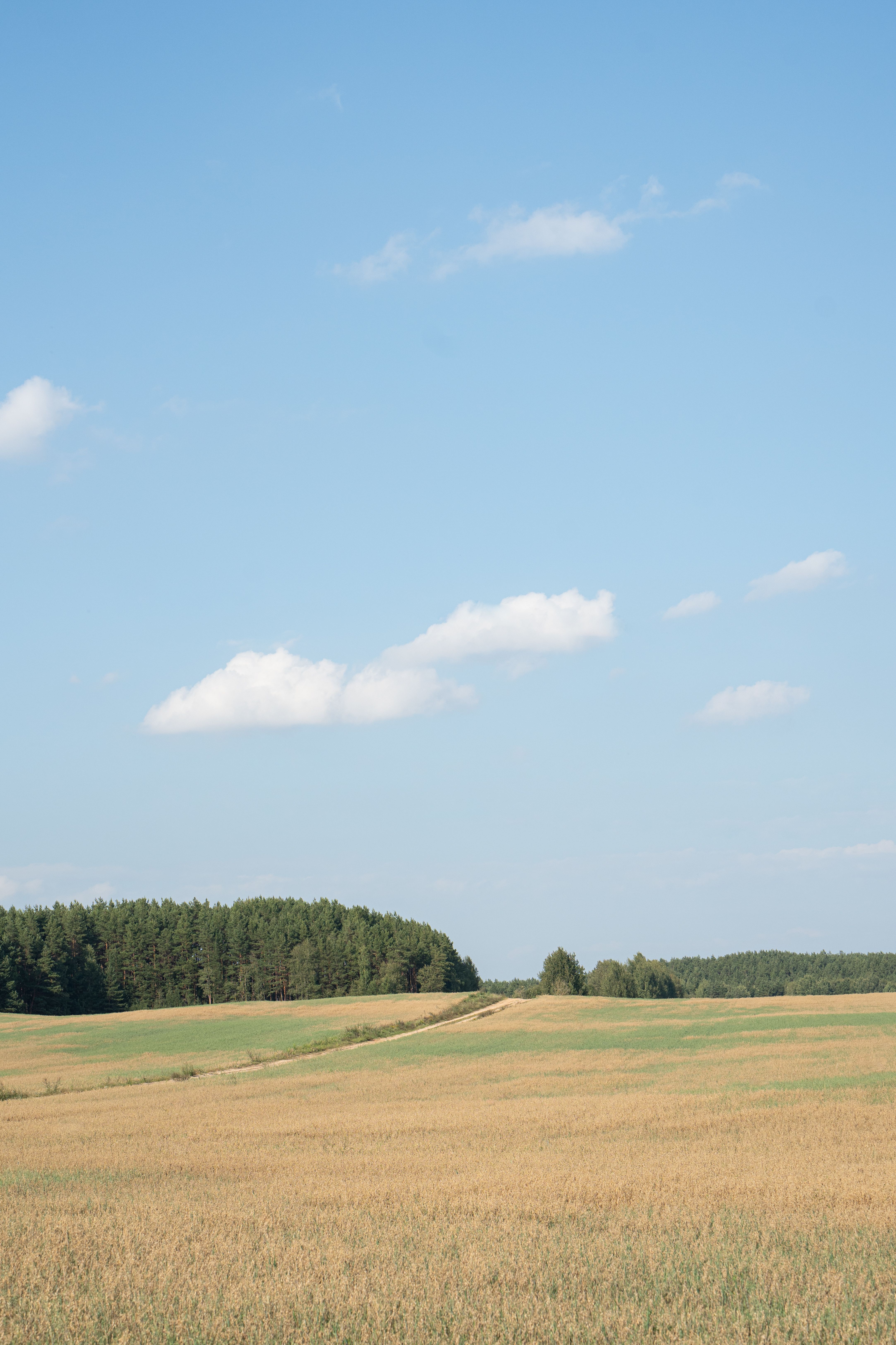 Photo gratuite de agriculture, beauté naturelle, biélorussie, blé ...