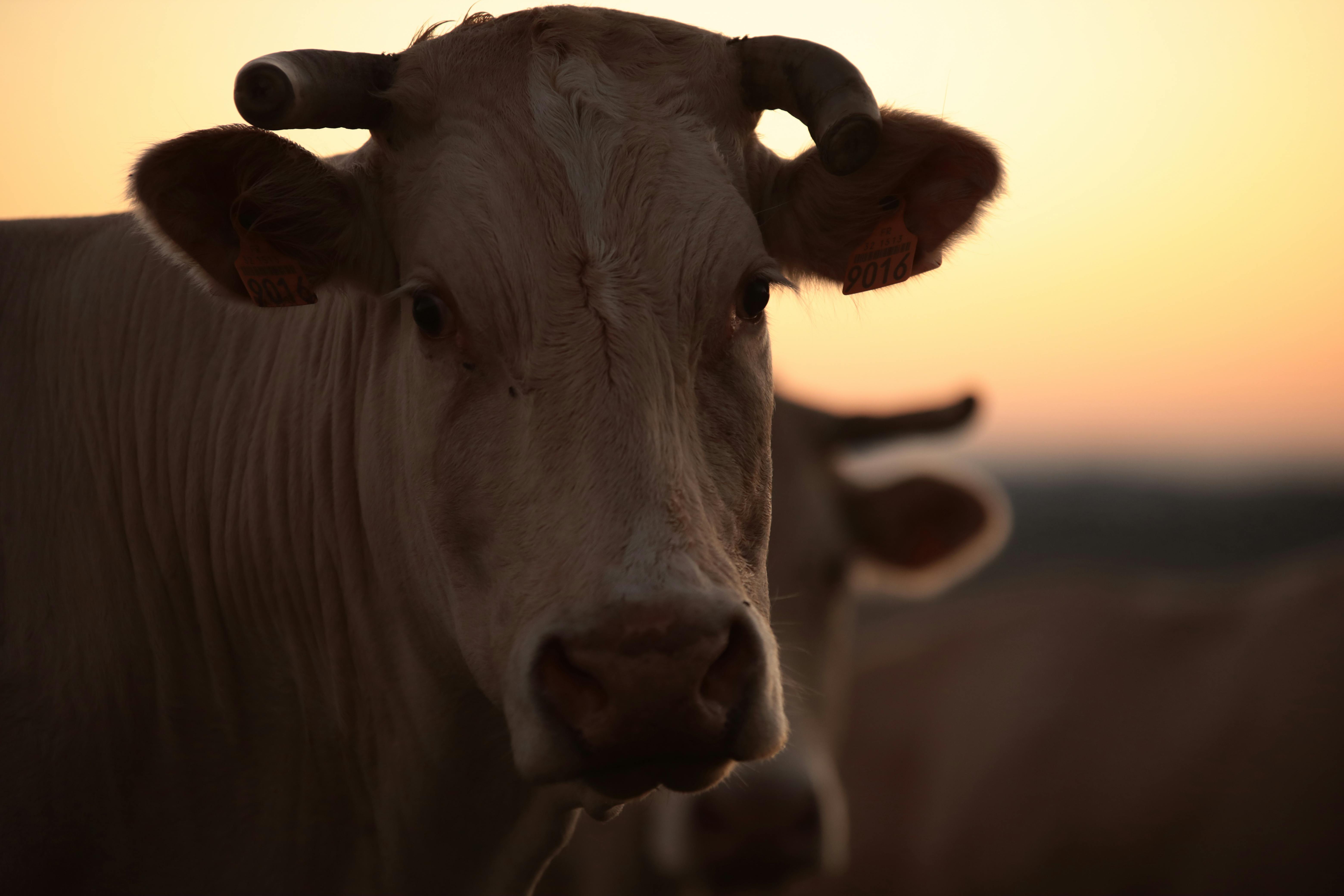 Closeup View of Beige Cow · Free Stock Photo