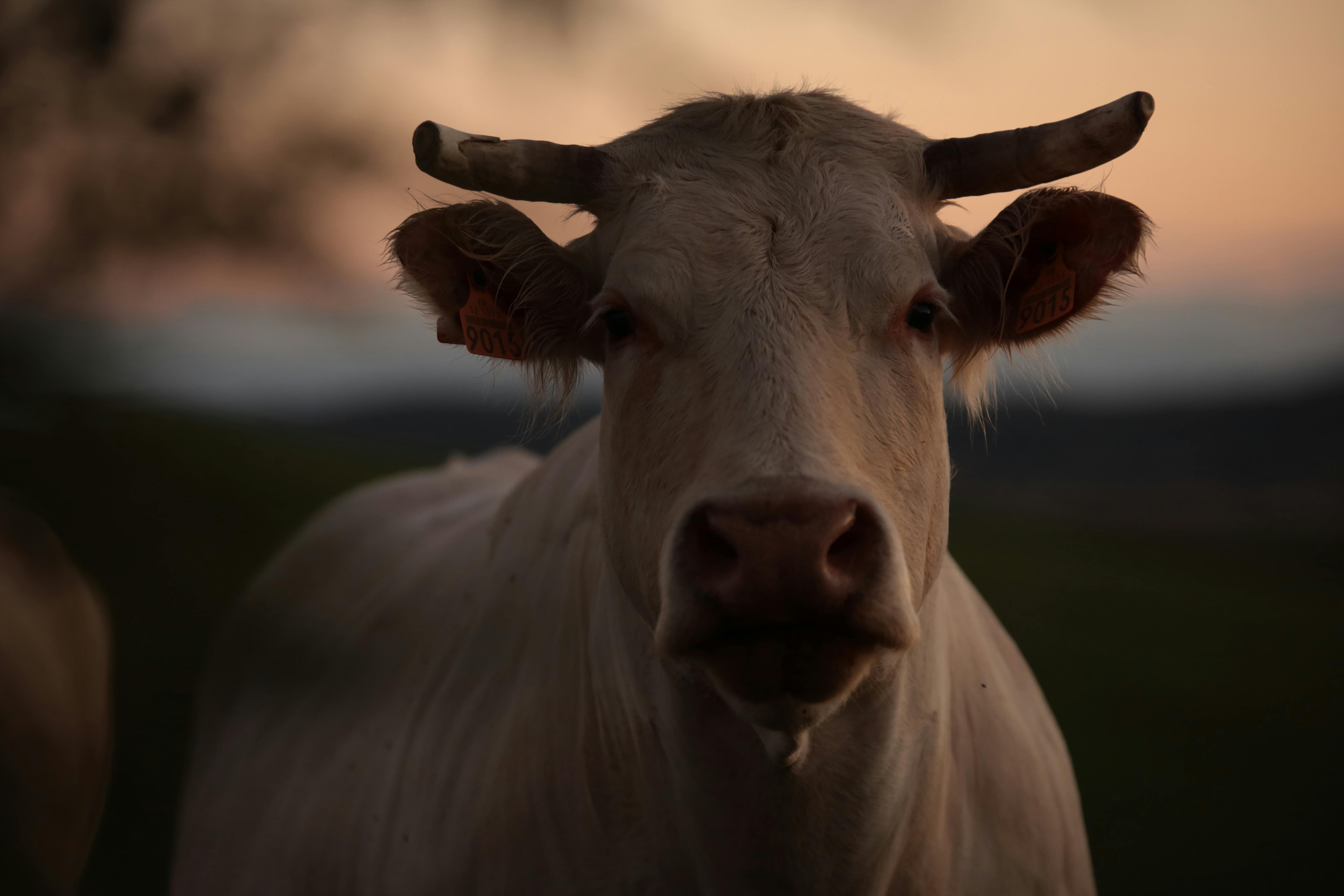 A cow with horns · Free Stock Photo