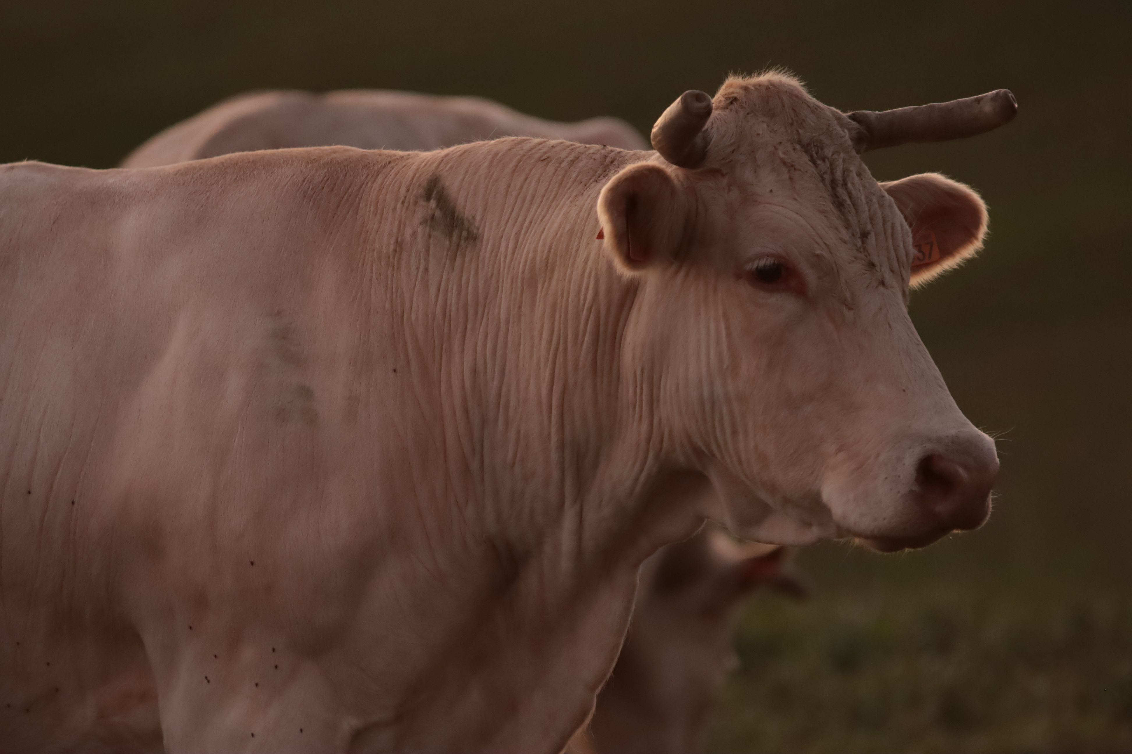 A cow with horns standing in a field · Free Stock Photo