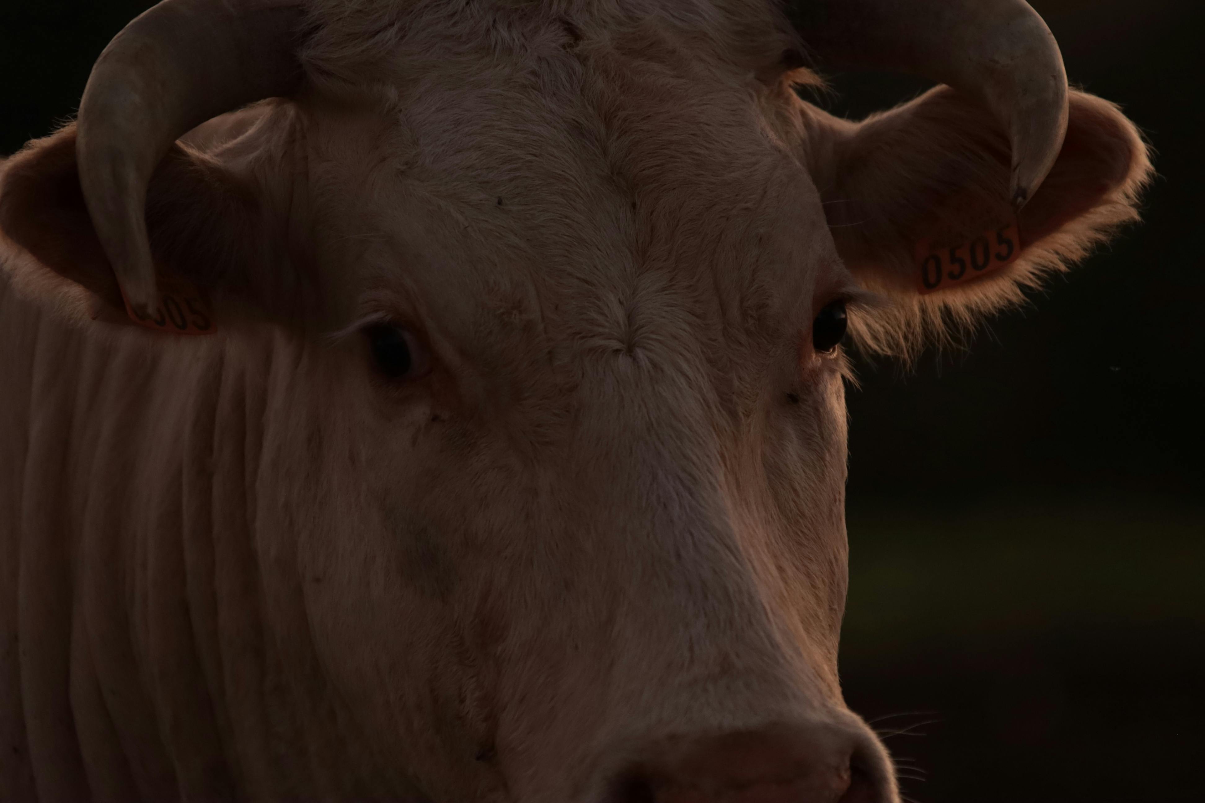 A close up of a cow's face · Free Stock Photo
