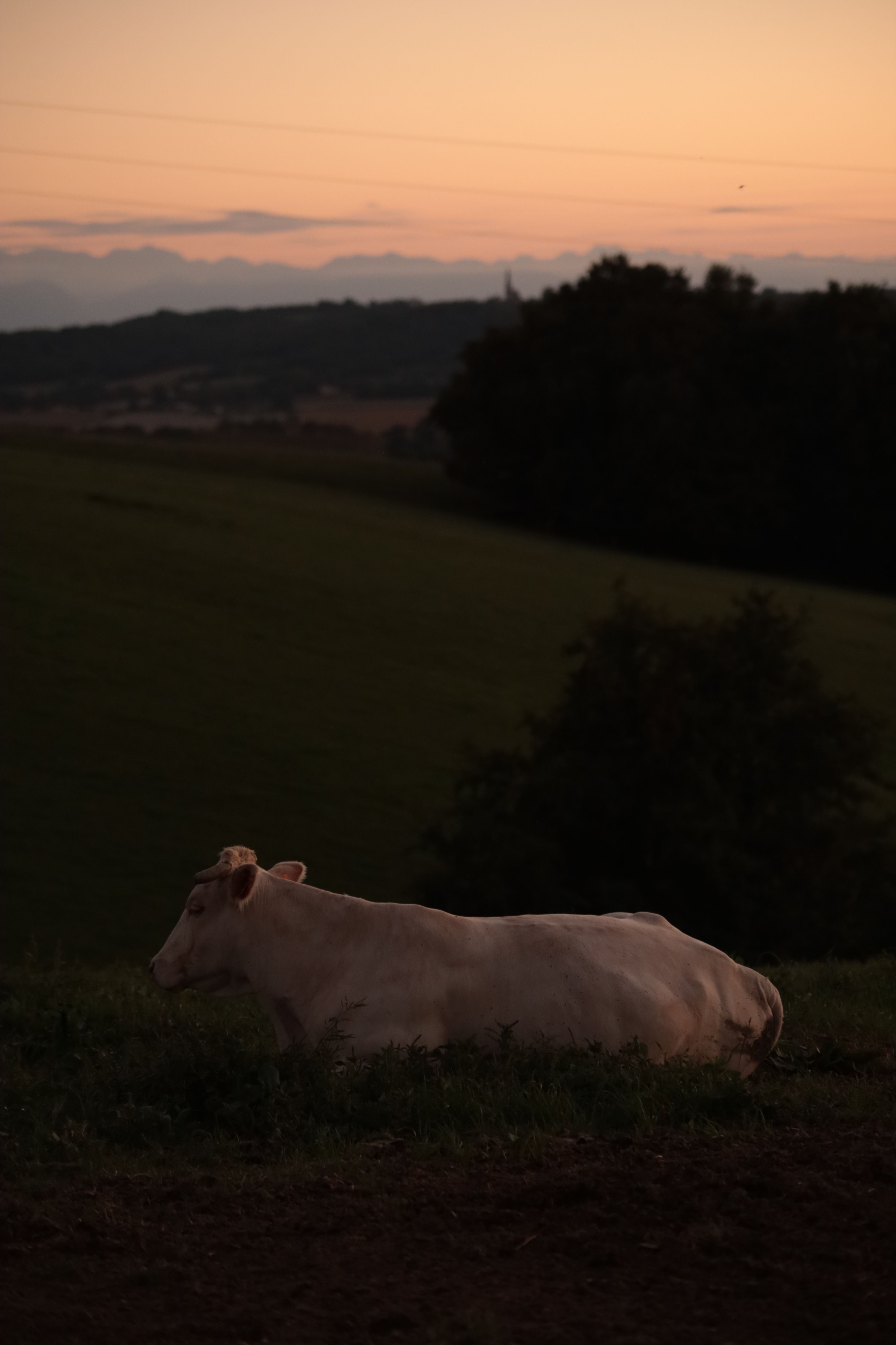 A cow laying down in a field at sunset · Free Stock Photo