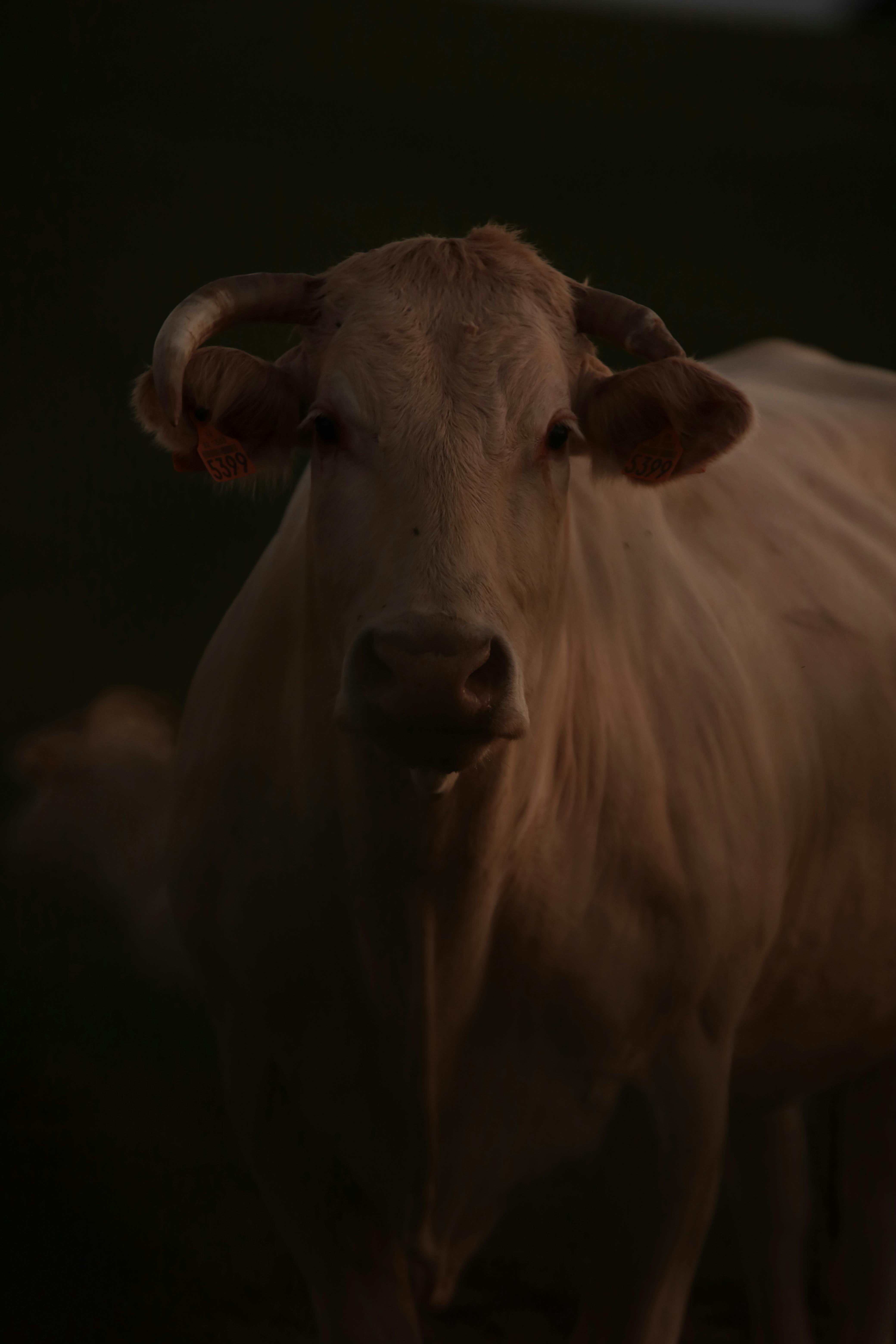 Closeup View of Beige Cow · Free Stock Photo