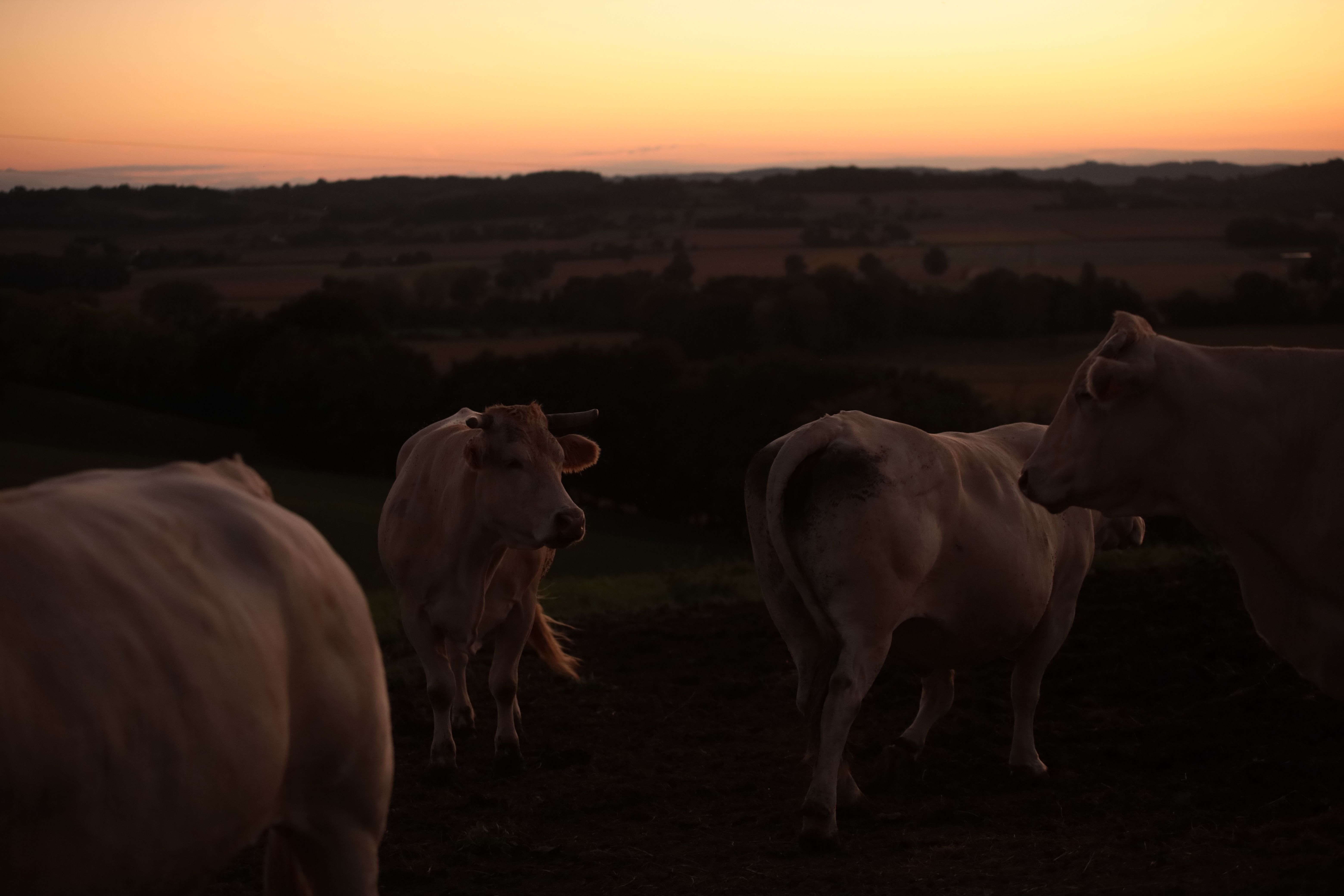 Cows in the sunset · Free Stock Photo