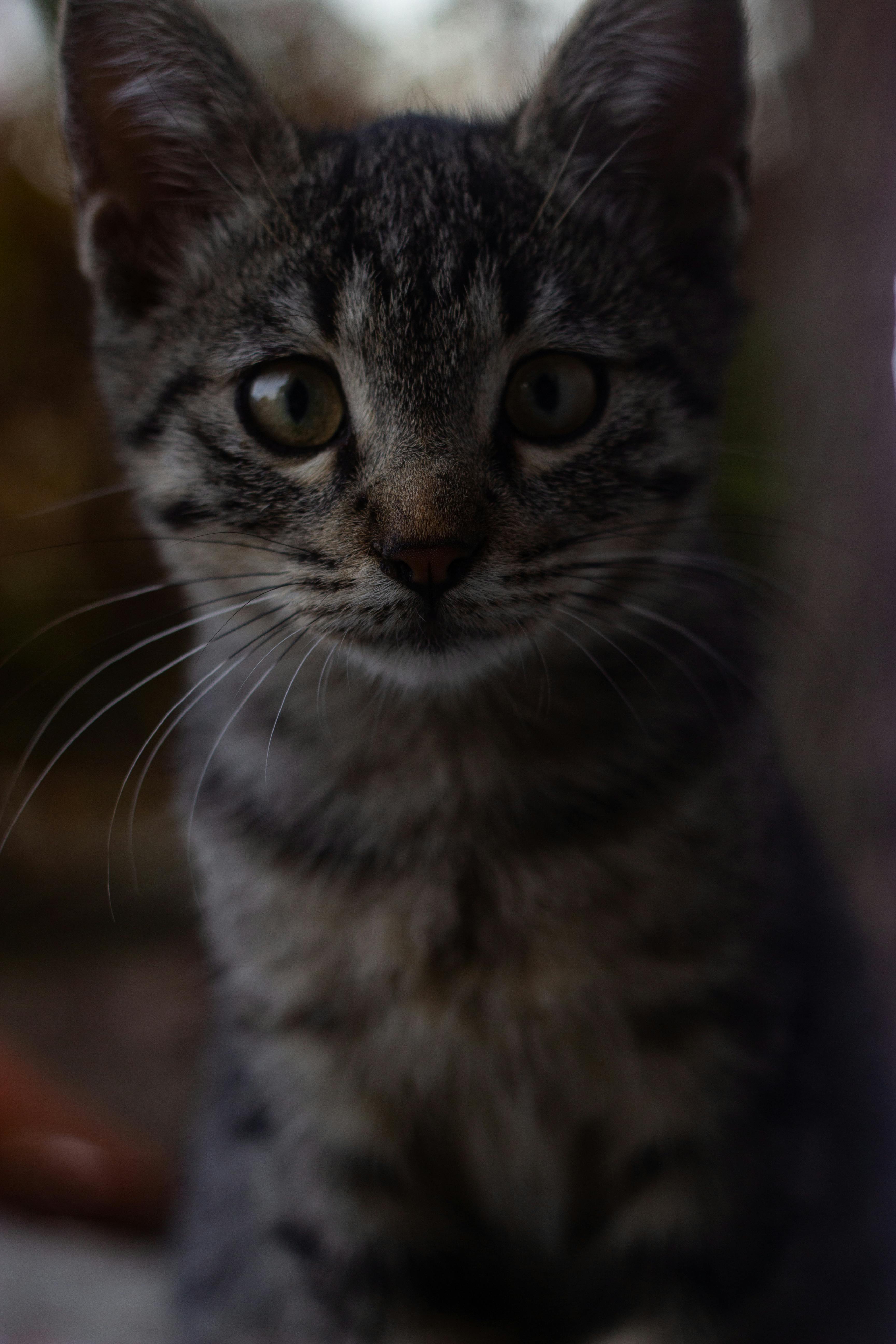 Cat on Ground · Free Stock Photo
