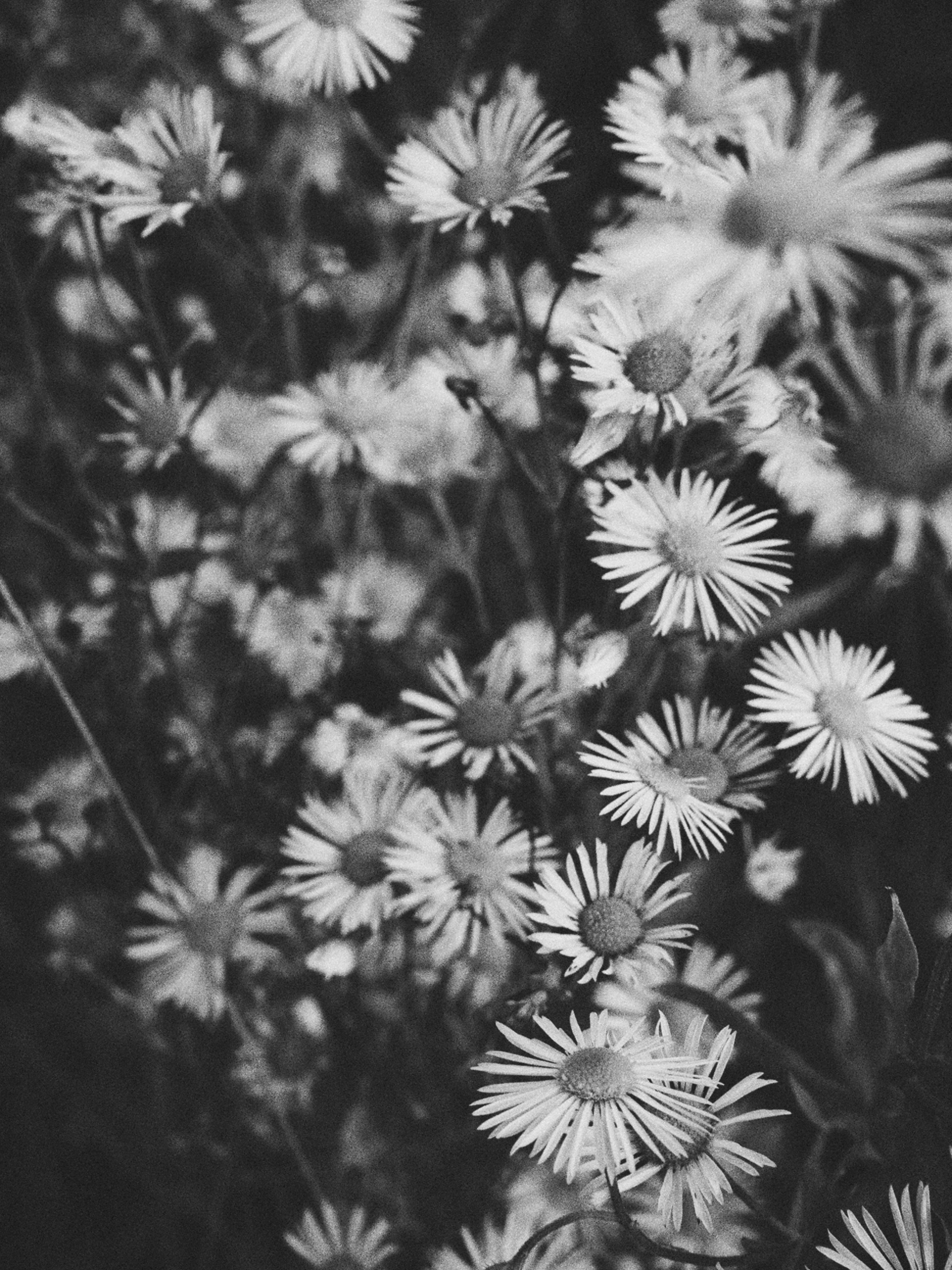 Grayscale Photo Of Flowers · Free Stock Photo