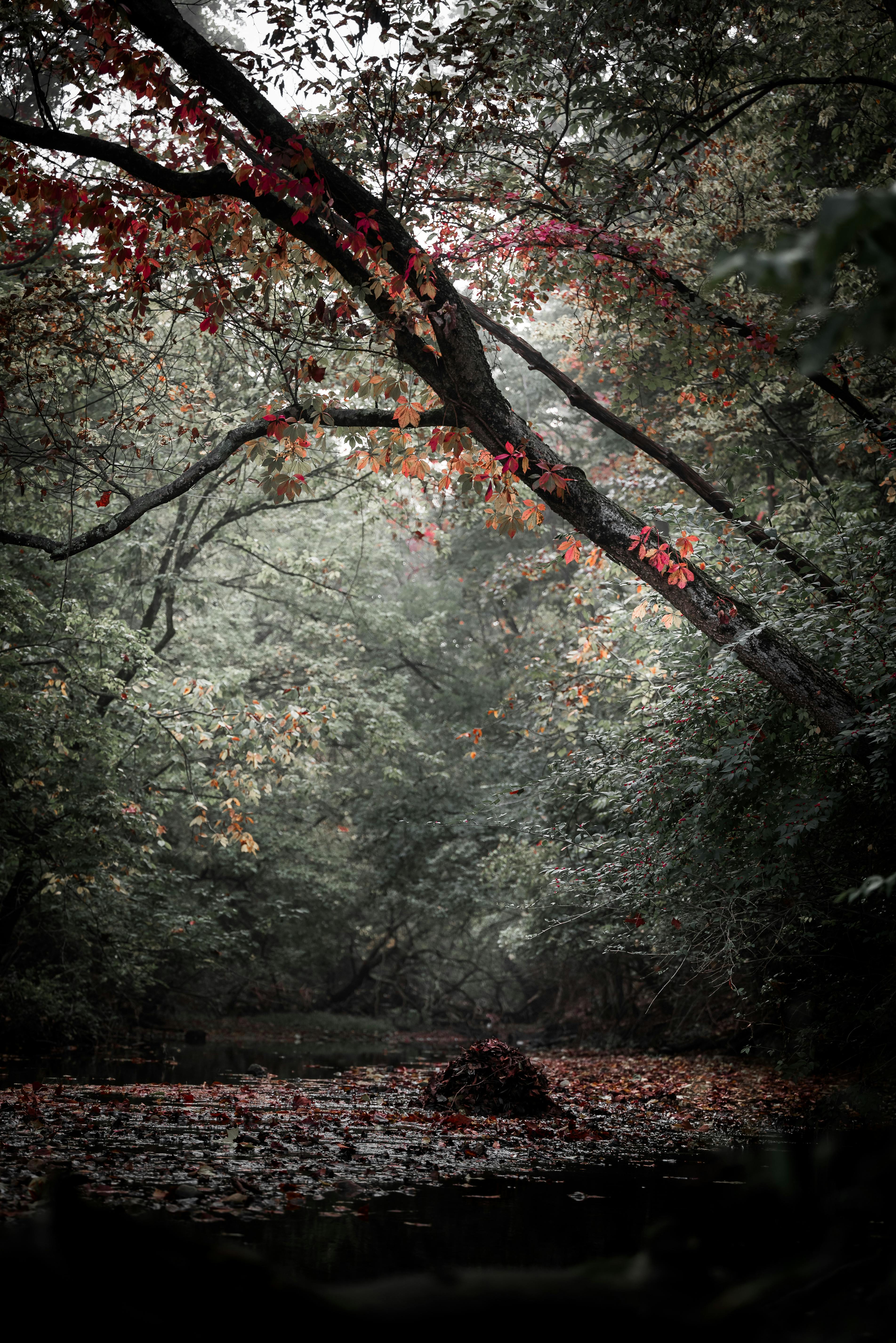 Opening in a Forest · Free Stock Photo